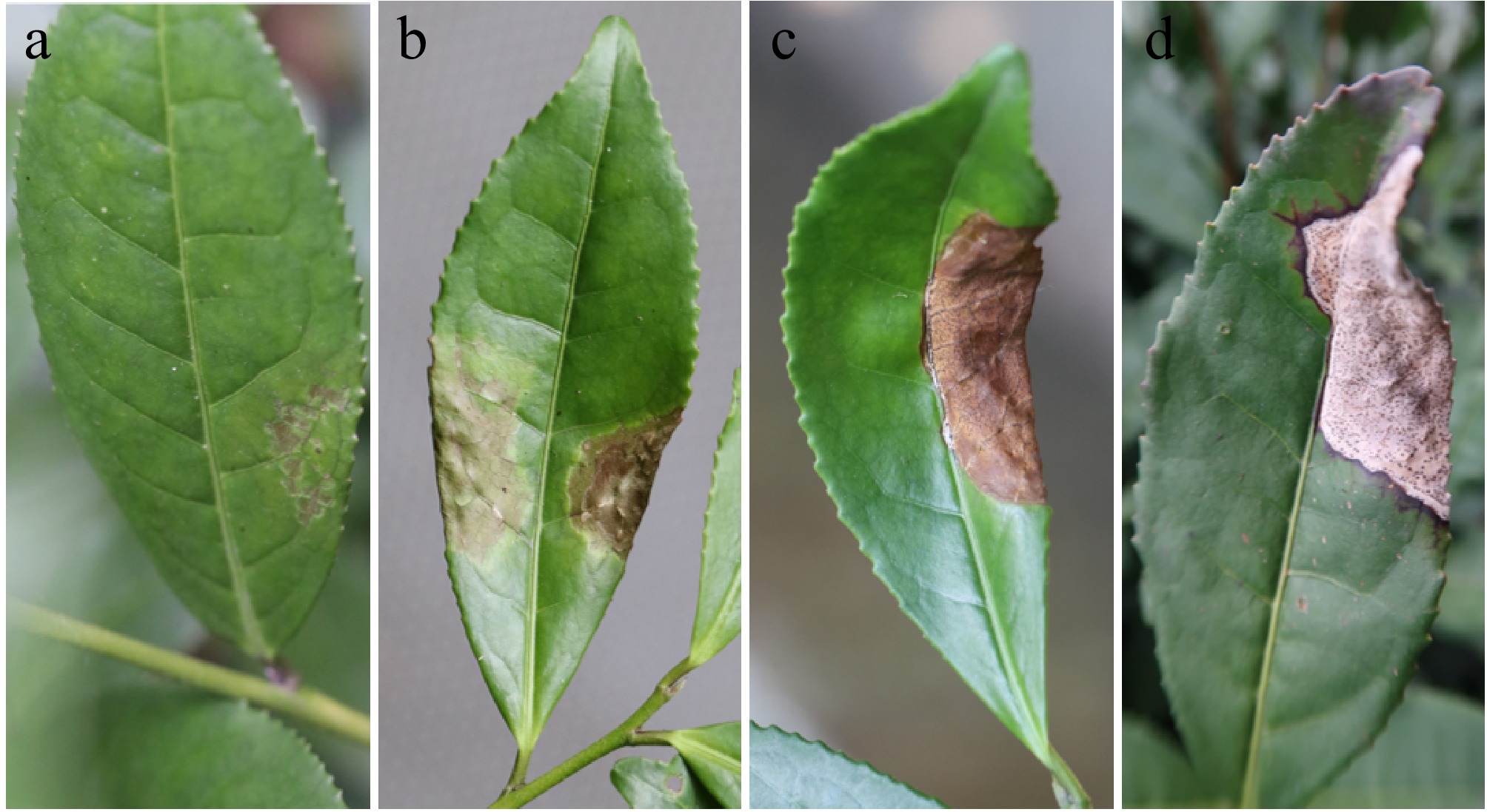 Revisiting causal organisms of tea anthracnose pathogen isolation and ...