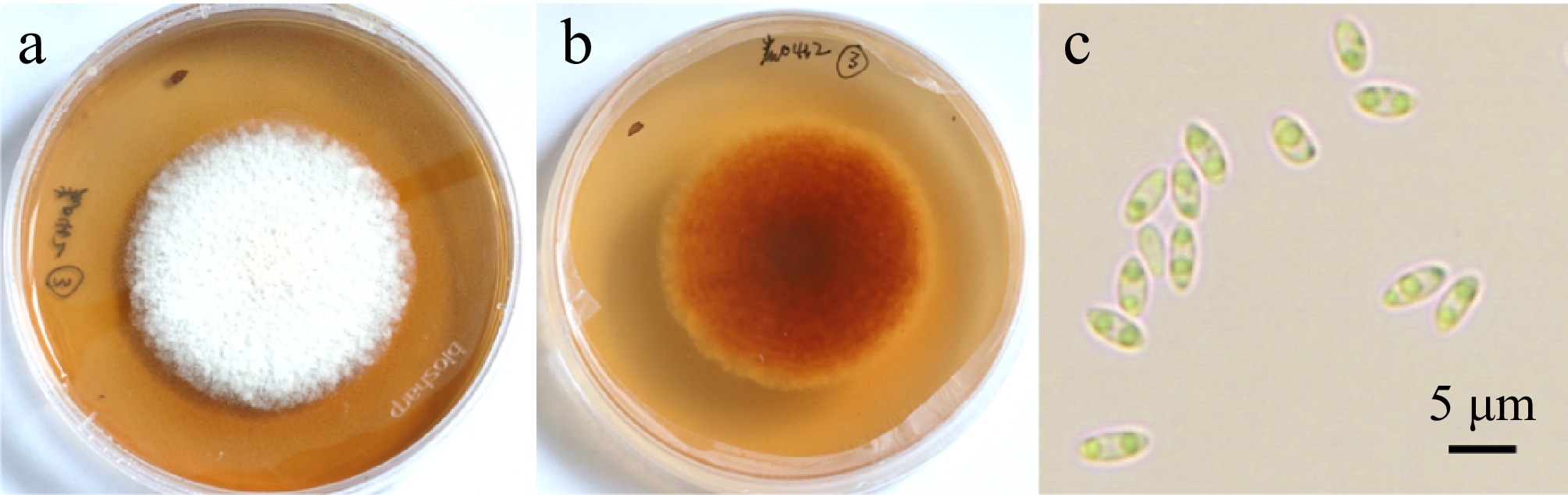 Revisiting causal organisms of tea anthracnose pathogen isolation and ...