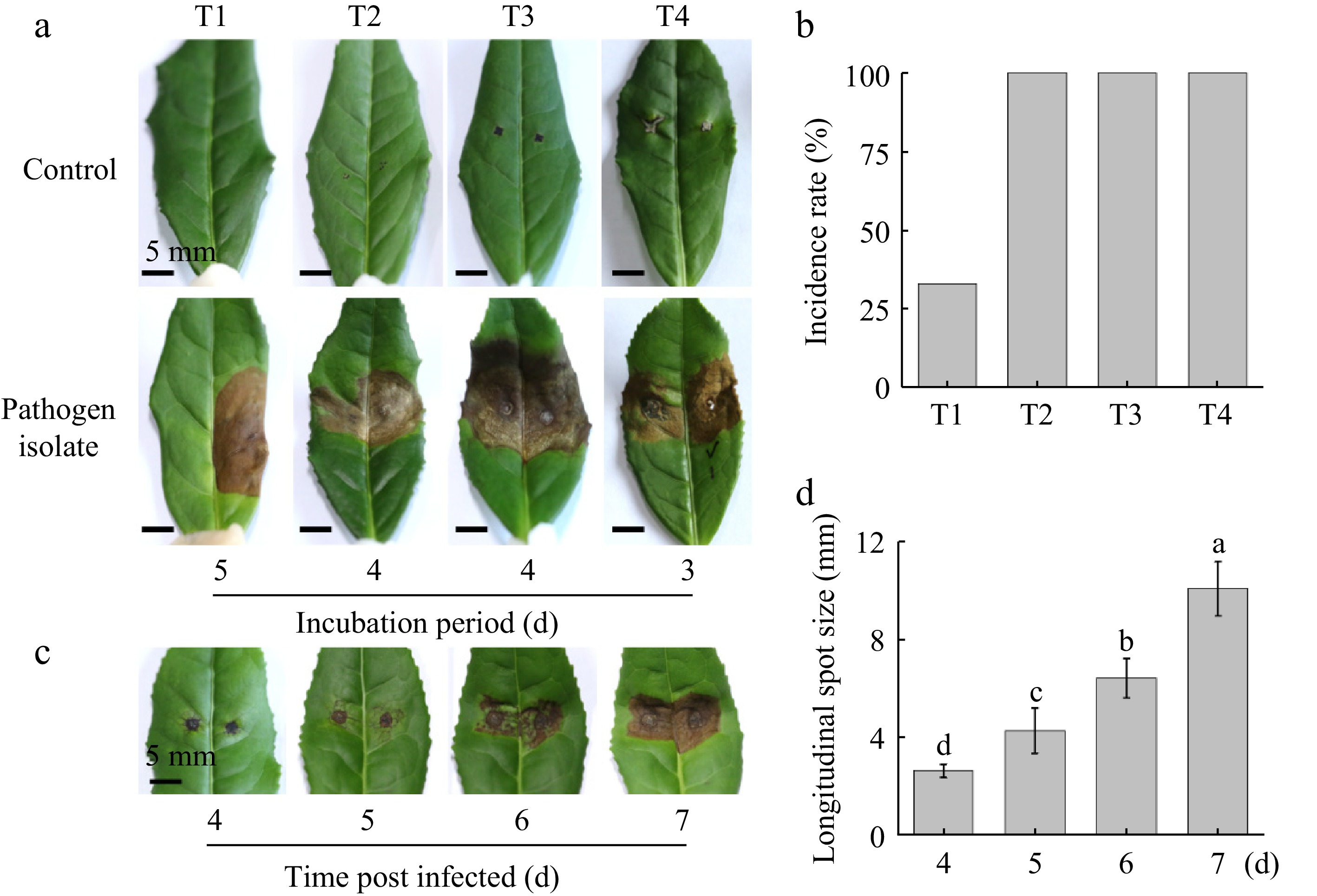 Revisiting causal organisms of tea anthracnose pathogen isolation and ...