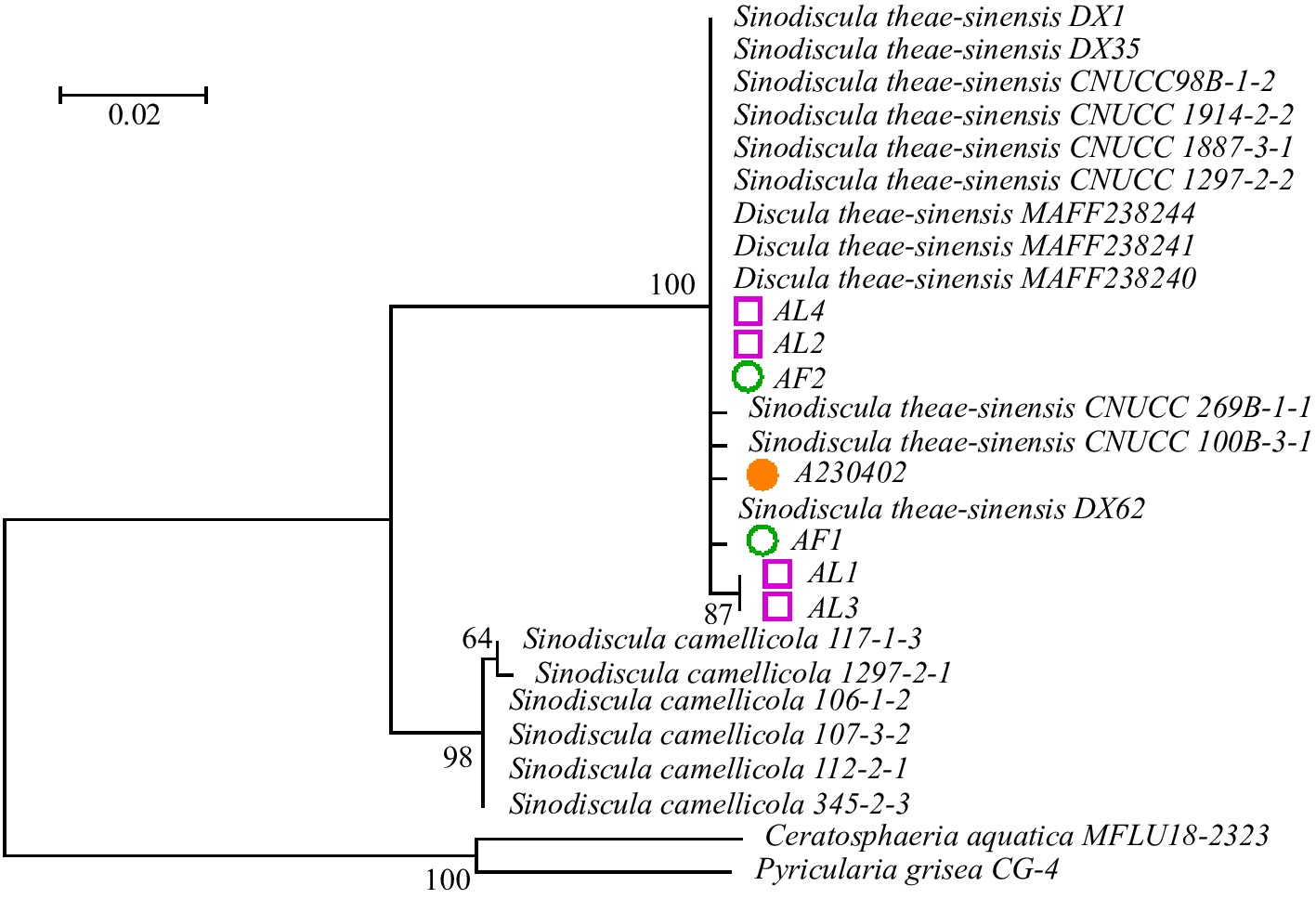 Revisiting causal organisms of tea anthracnose pathogen isolation and ...