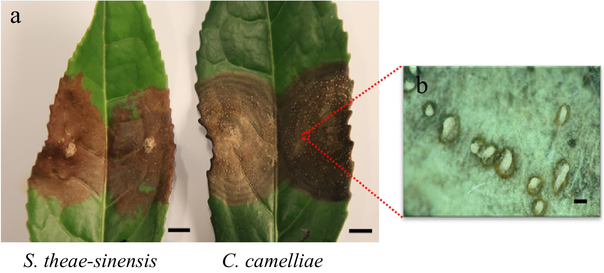 Revisiting causal organisms of tea anthracnose pathogen isolation and ...
