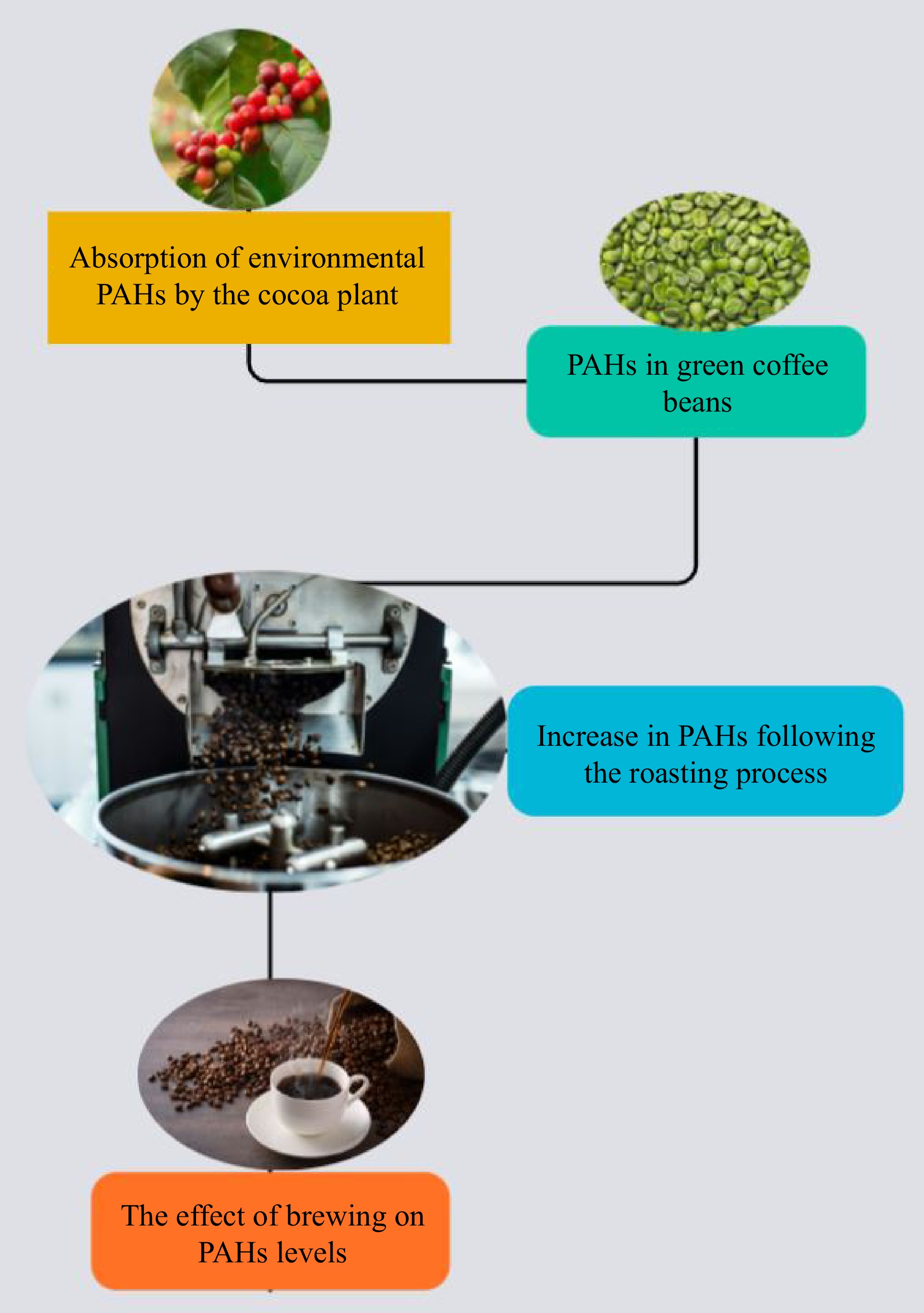 Concentration of polycyclic aromatic hydrocarbons in roasted coffee ...