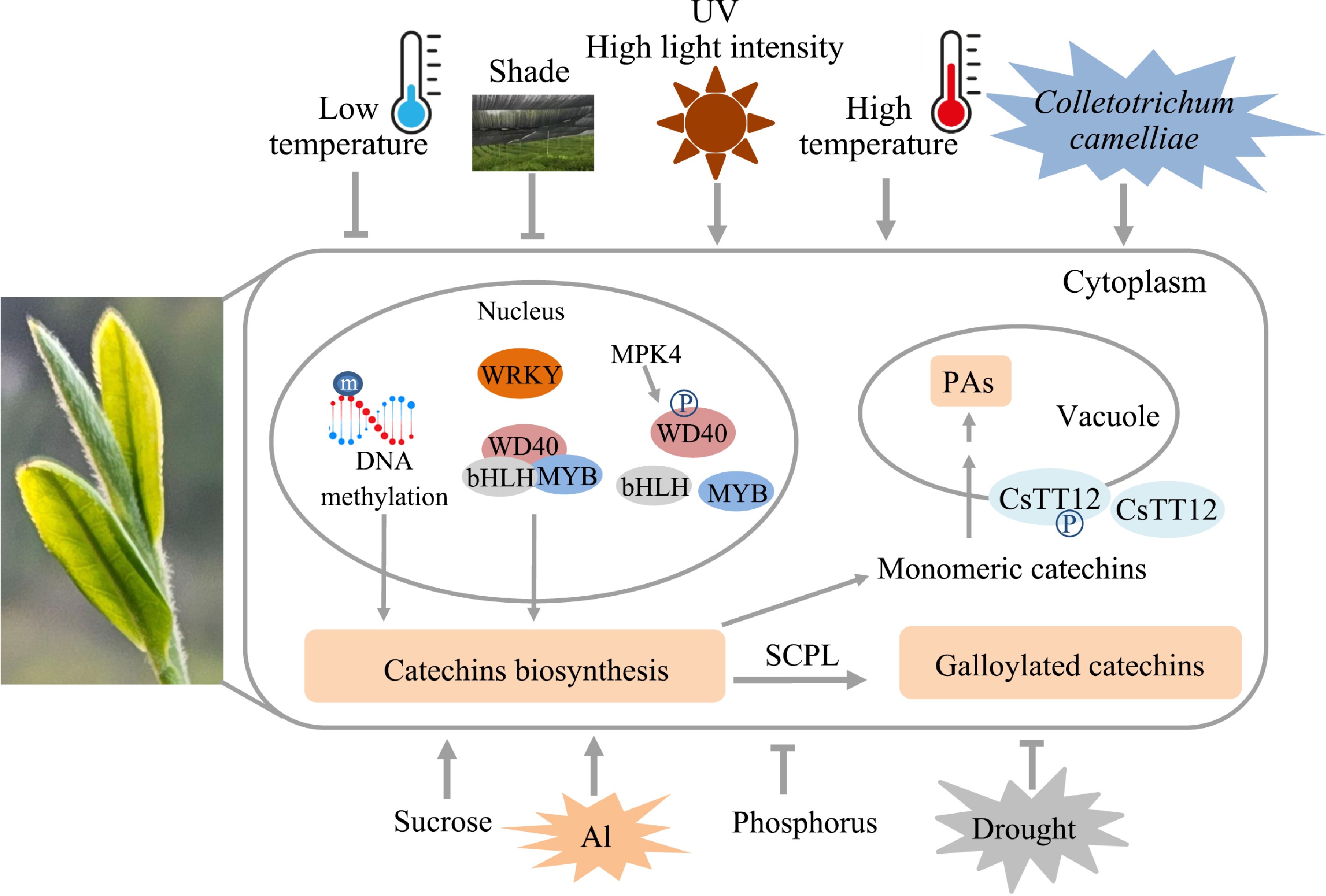 Exploration of the biosynthesis of galloylated catechins in tea plants