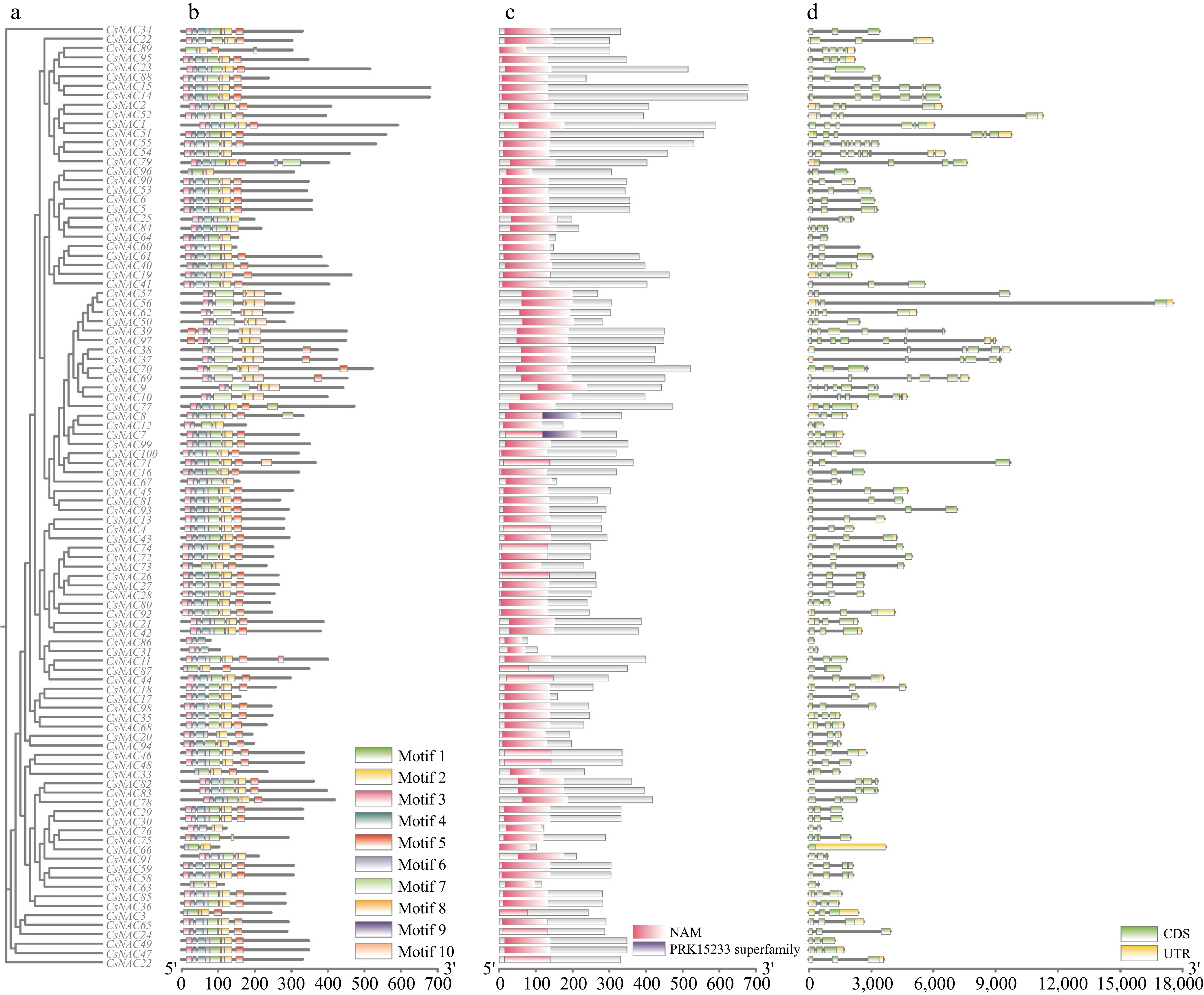 Identification of the NAC gene family in Camellia sinensis and ...