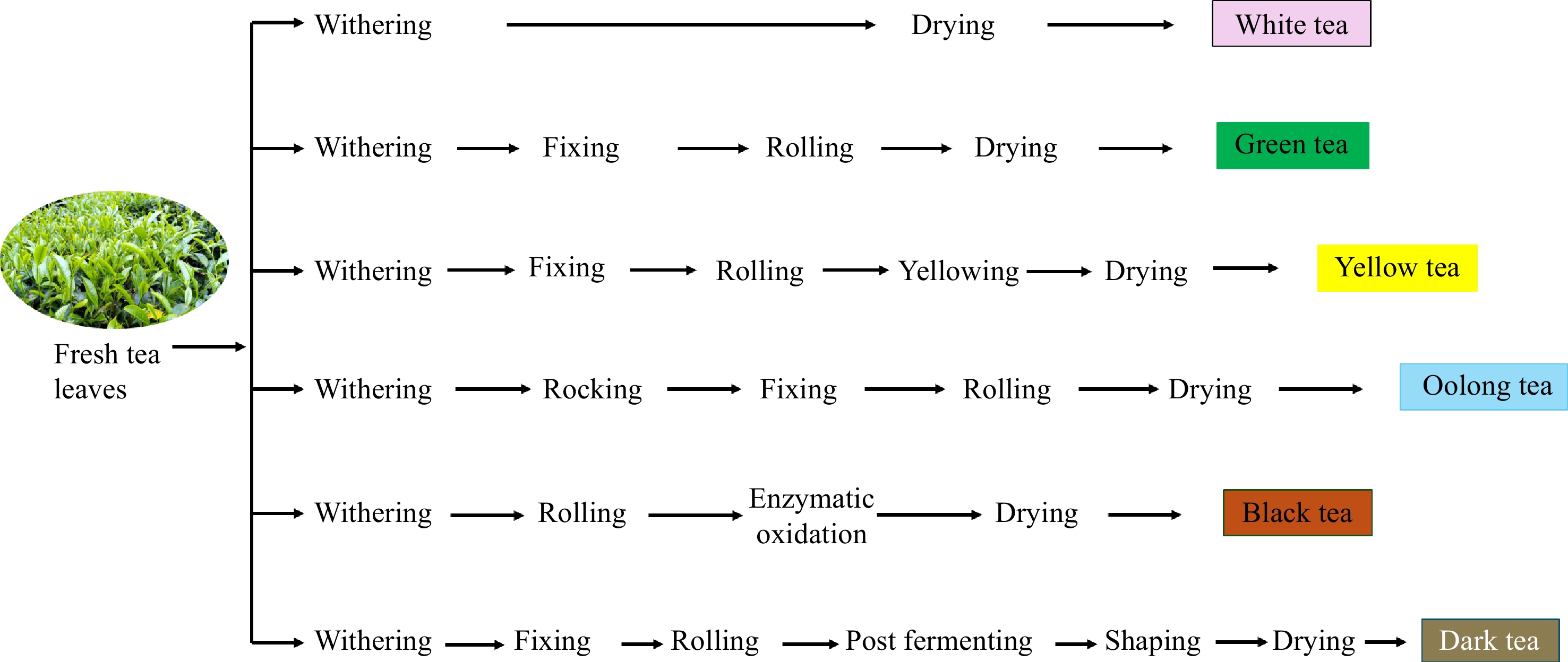 Flavonol glycosides in tea the role of mitigating oxidative stress ...