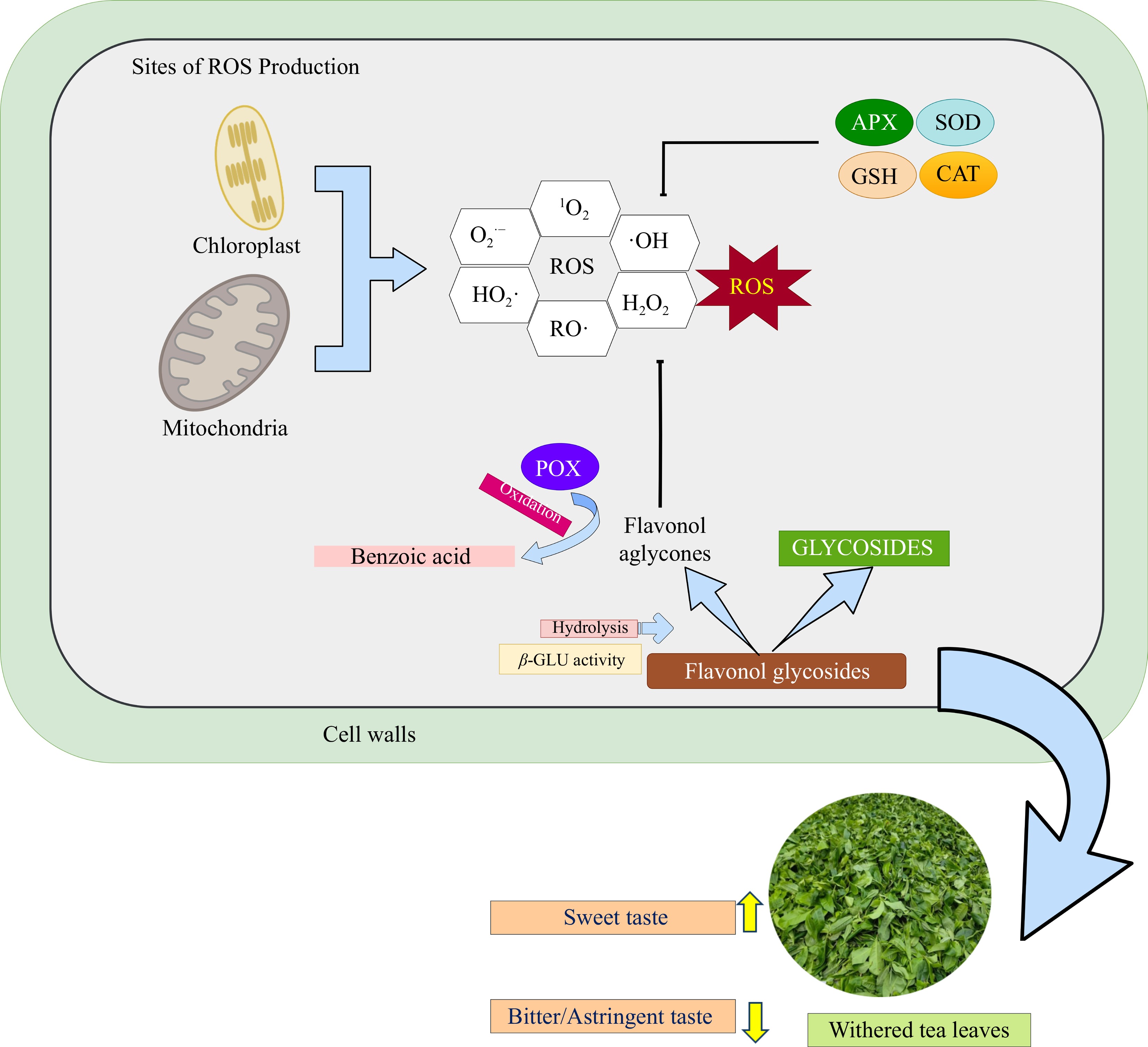 Flavonol glycosides in tea the role of mitigating oxidative stress ...