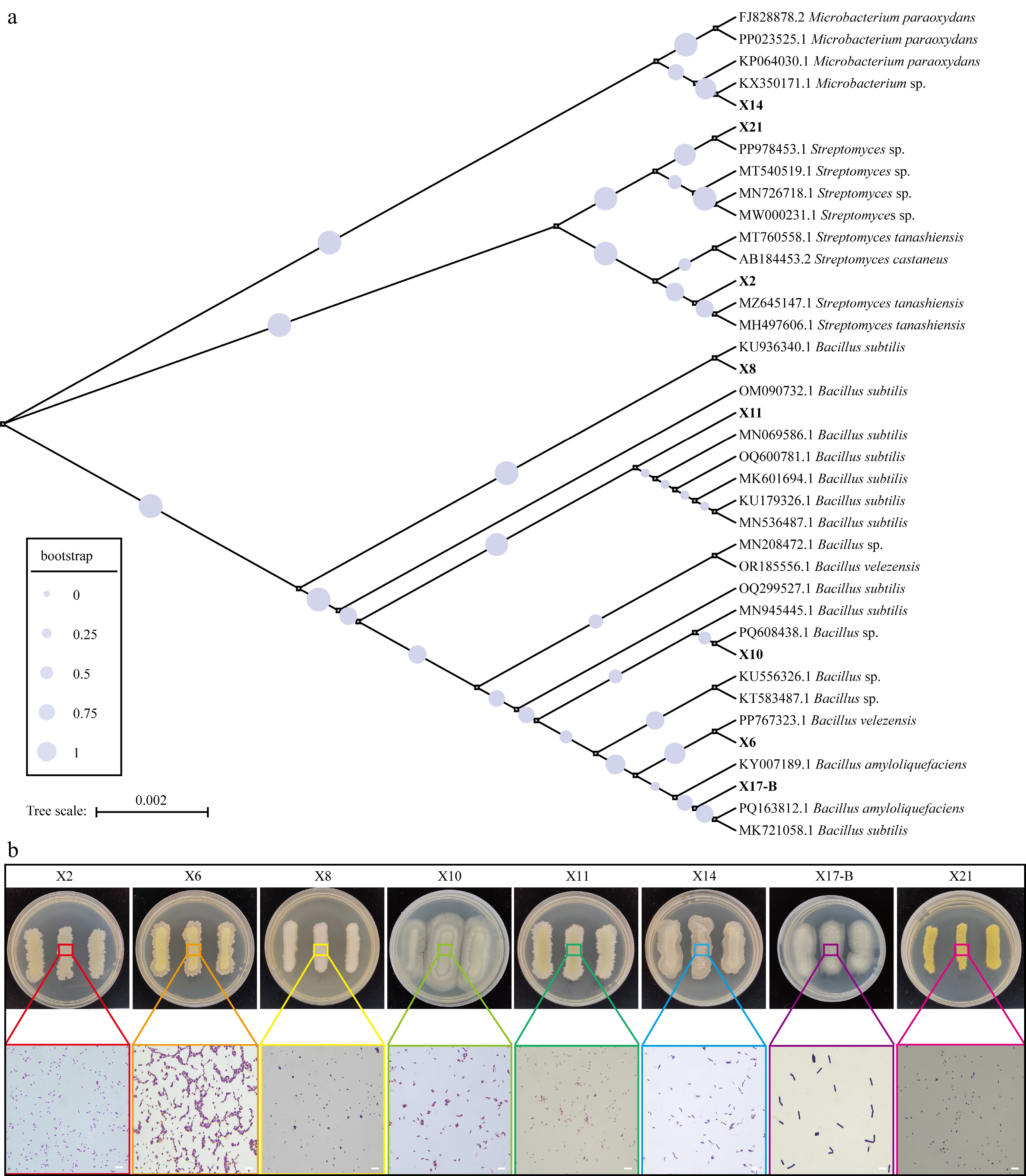 Identification and evaluation of antagonistic bacteria for biocontrol ...