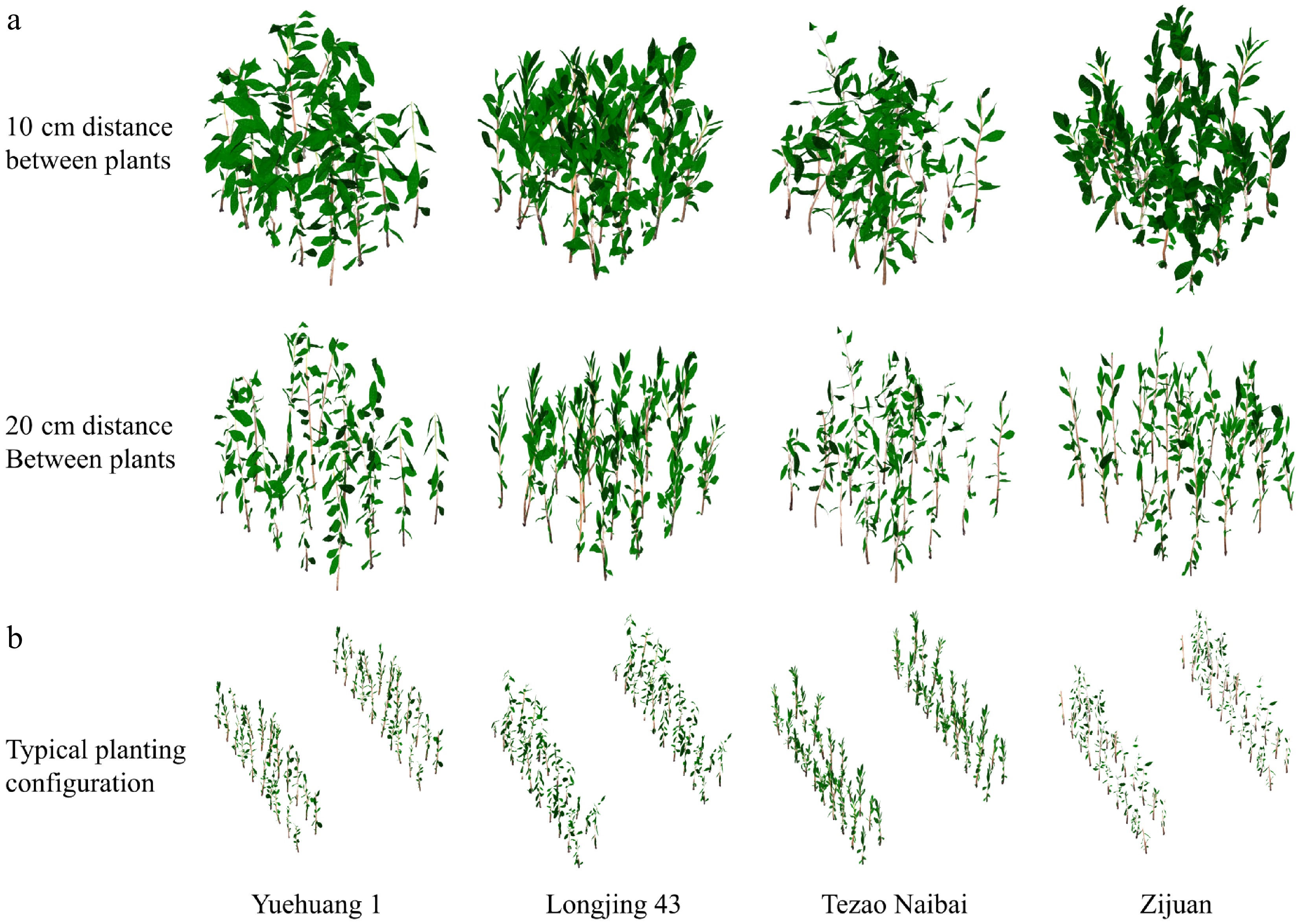 A novel three-dimensional canopy photosynthesis model for tea plant ...