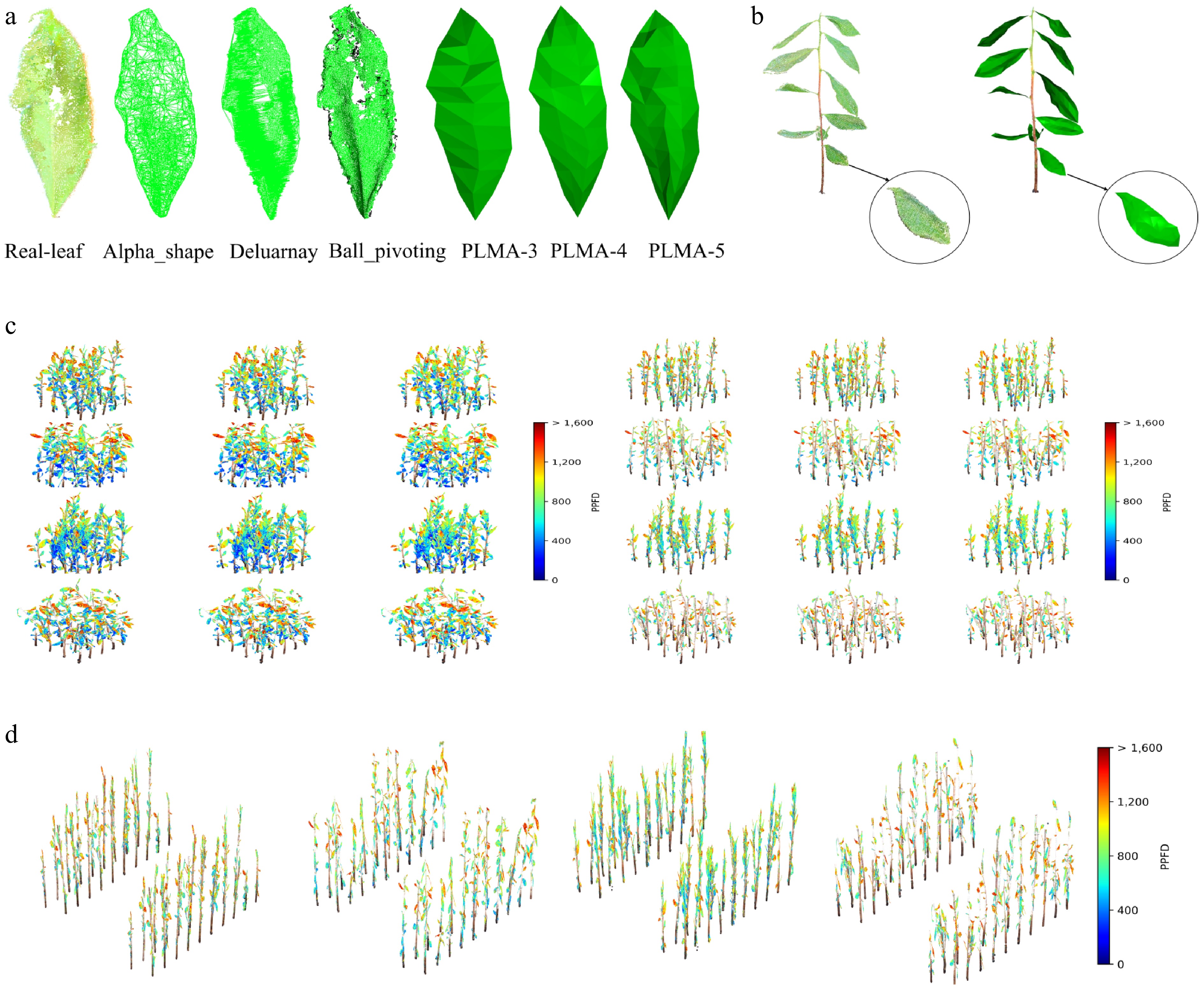 A novel three-dimensional canopy photosynthesis model for tea plant ...