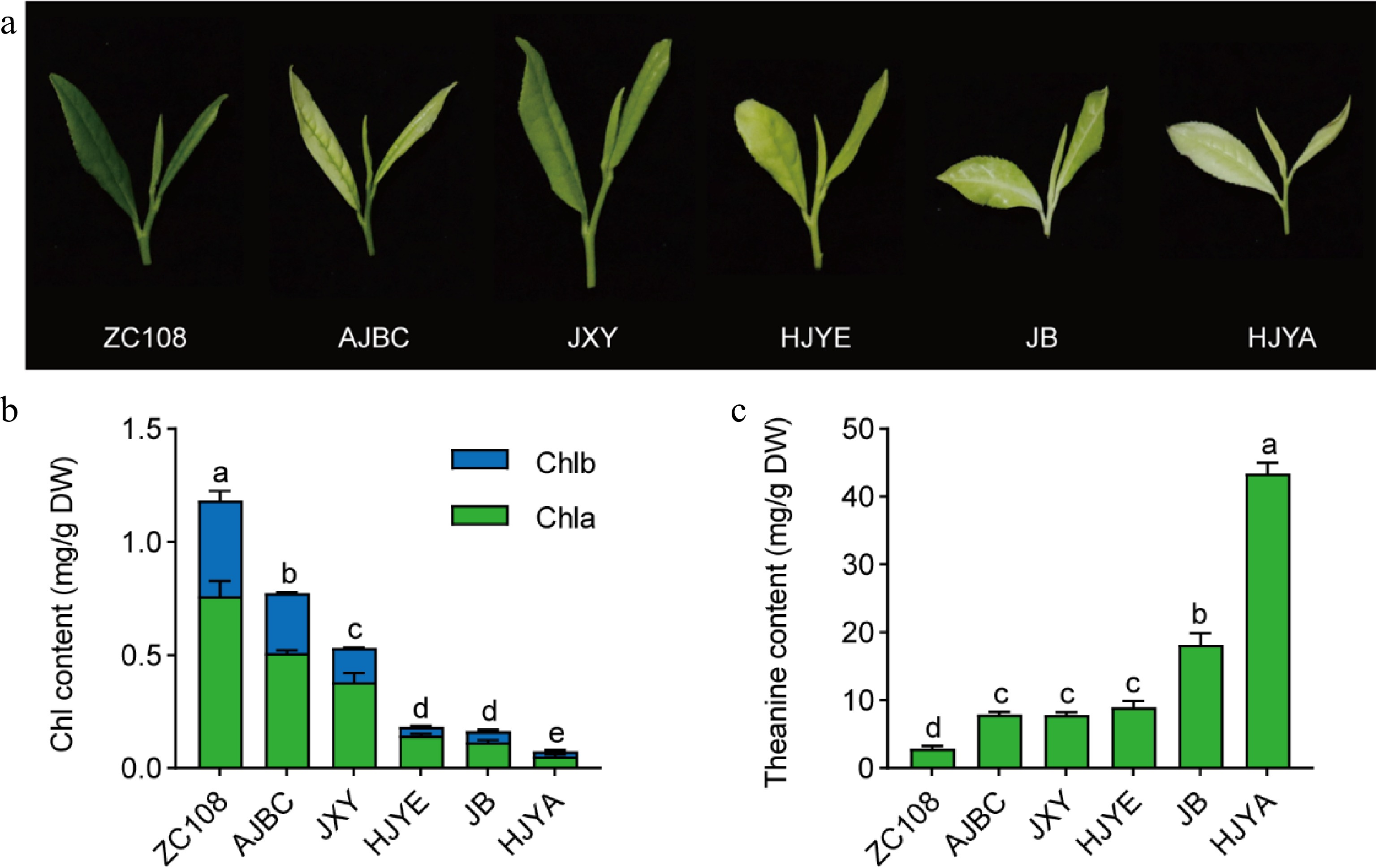 Strong biosynthesis and weak catabolism of theanine in new shoots ...