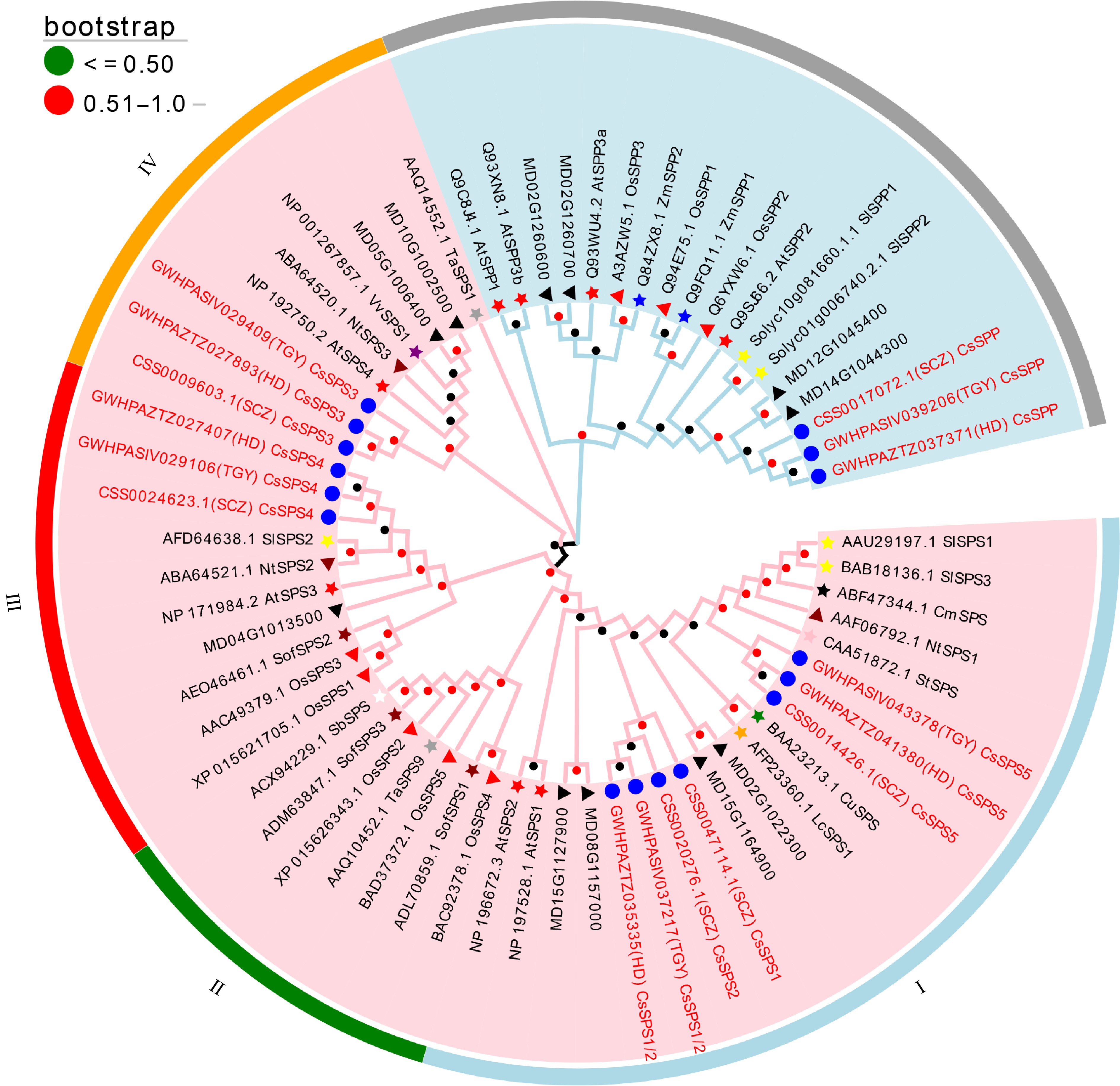 Genome-wide identification and expression analysis of sucrose phosphate synthase and sucrose-6 ...