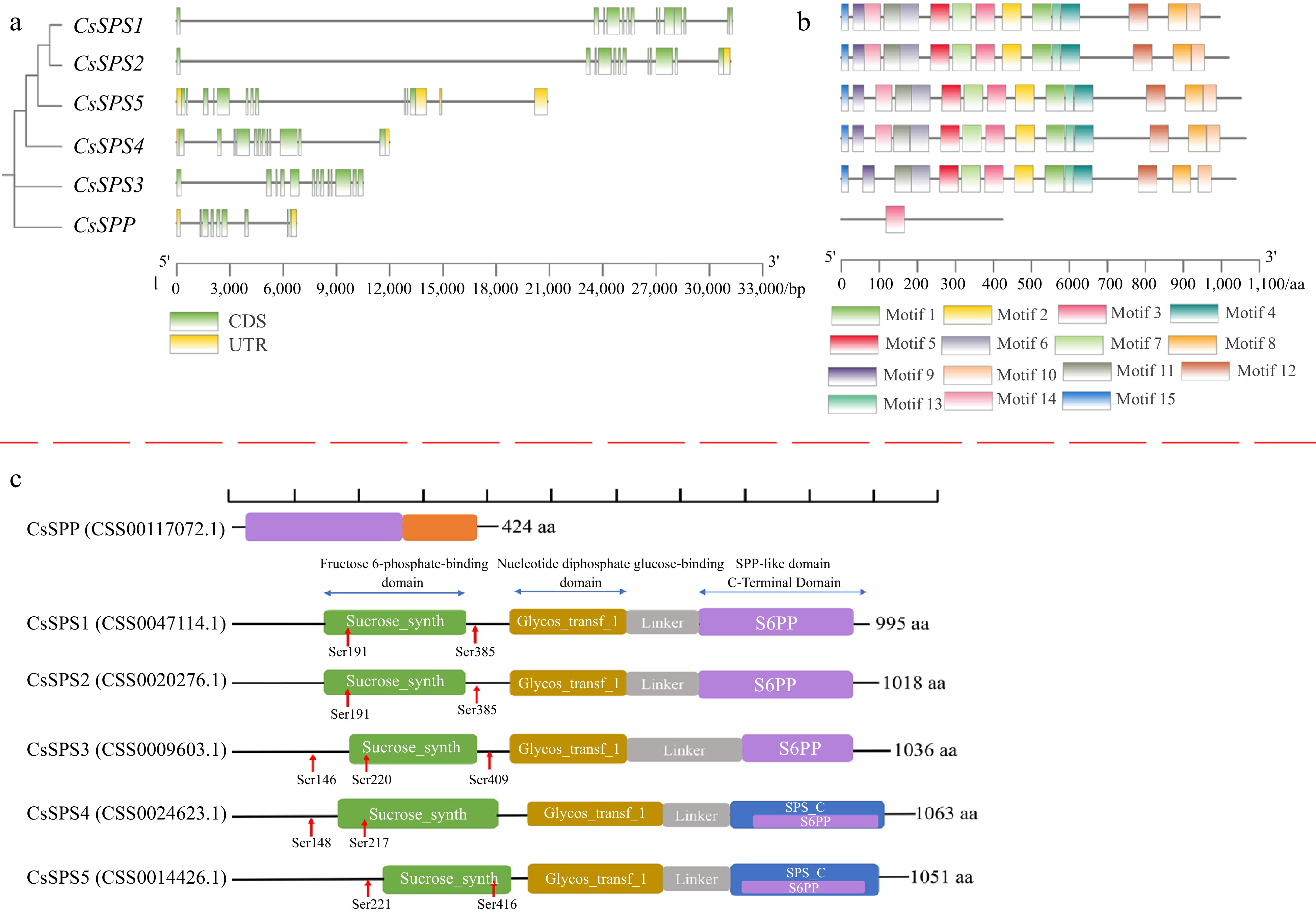 Genome-wide identification and expression analysis of sucrose phosphate ...