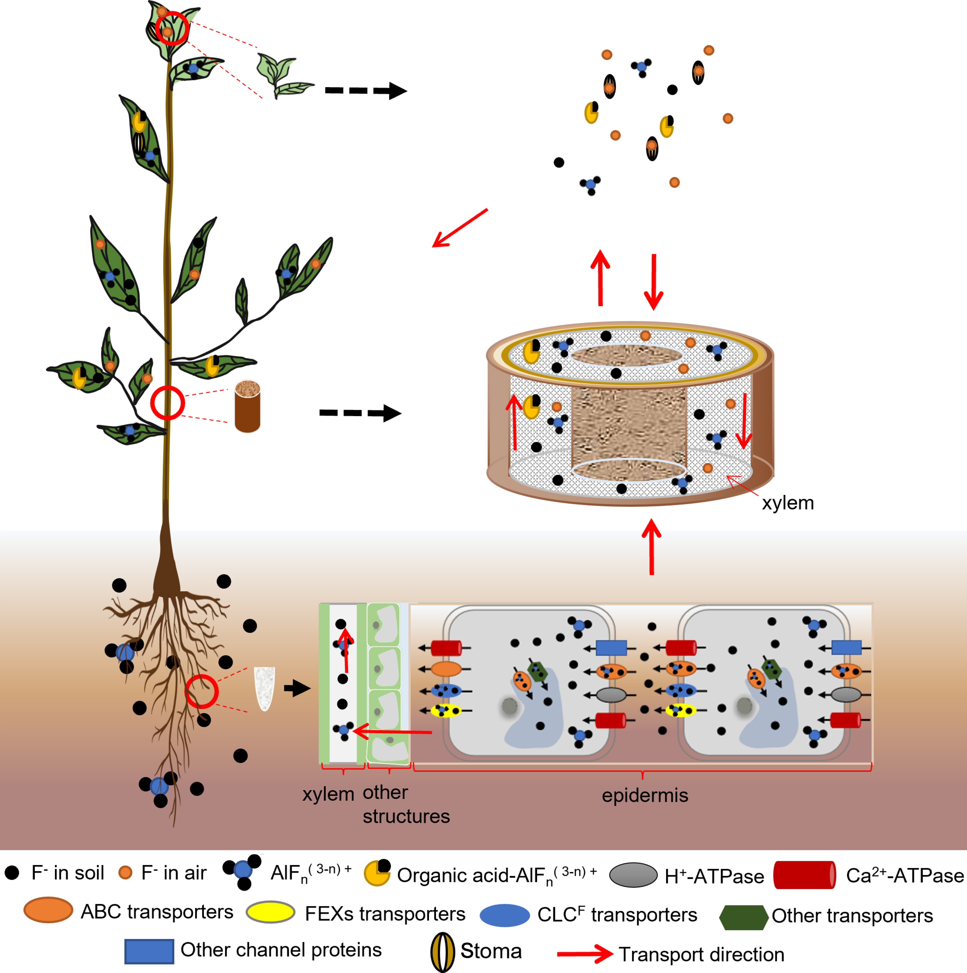 A critical review of fluoride in tea plants ( Camellia sinensis ...