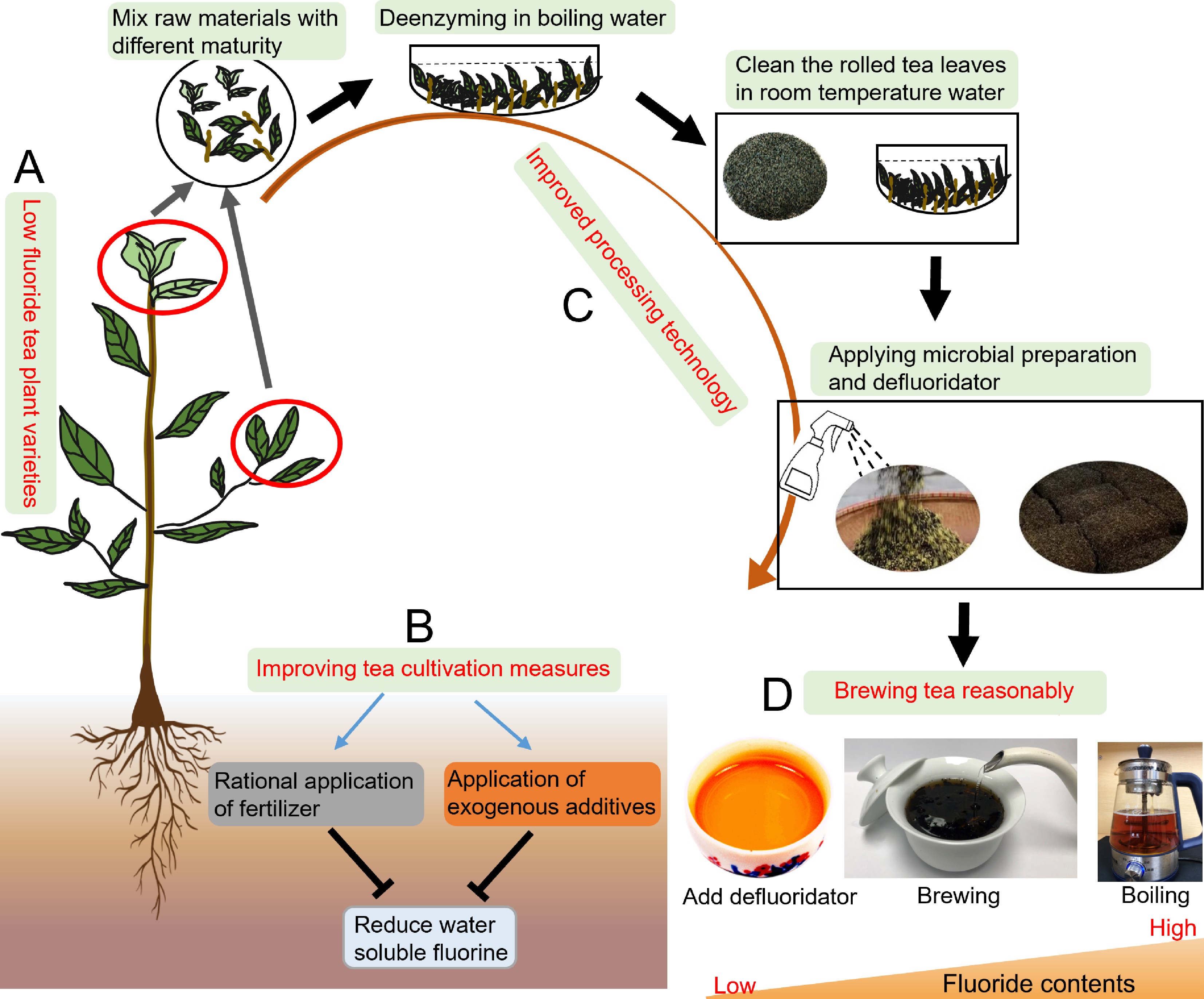 A critical review of fluoride in tea plants ( Camellia sinensis ...