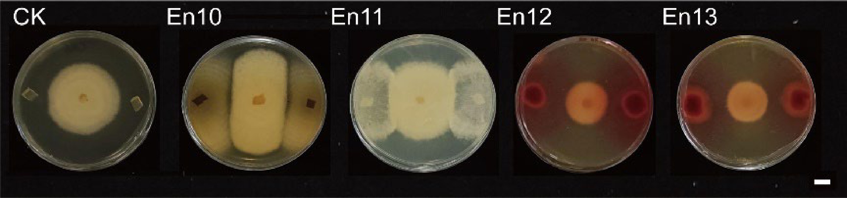 Identification of two antagonistic fungi and antifungal activity ...