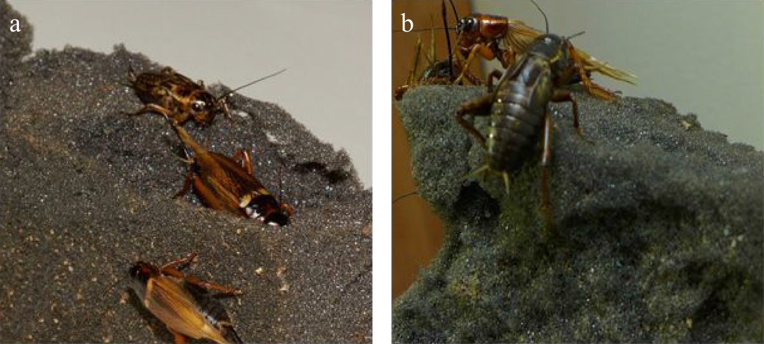 Valorizing plastic waste by insect consumption