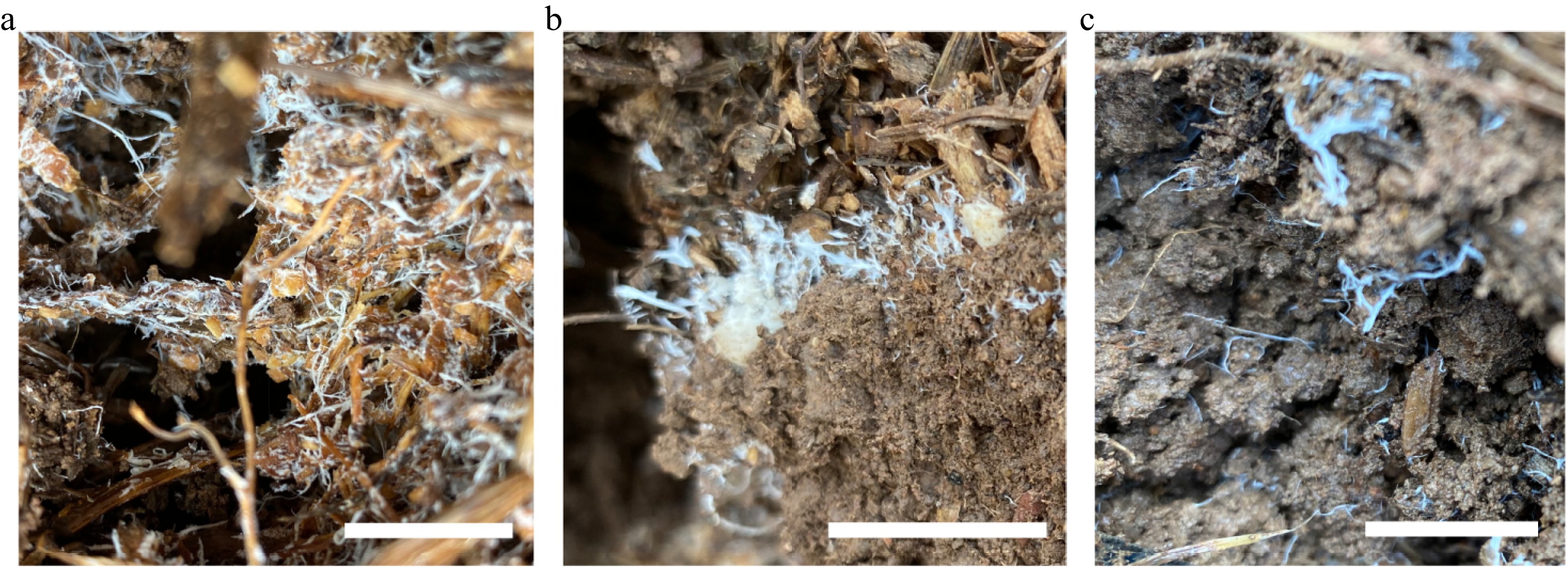 Mushroom cultivation for soil amendment and bioremediation