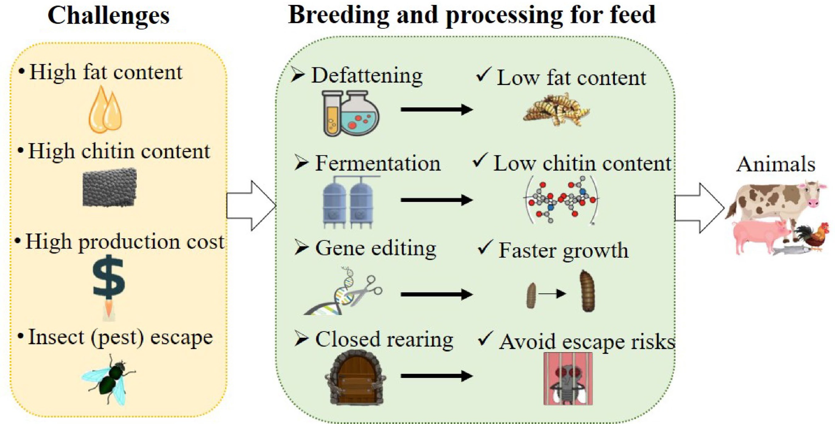 Goal-oriented insect farming and processing can alleviate the dilemma ...