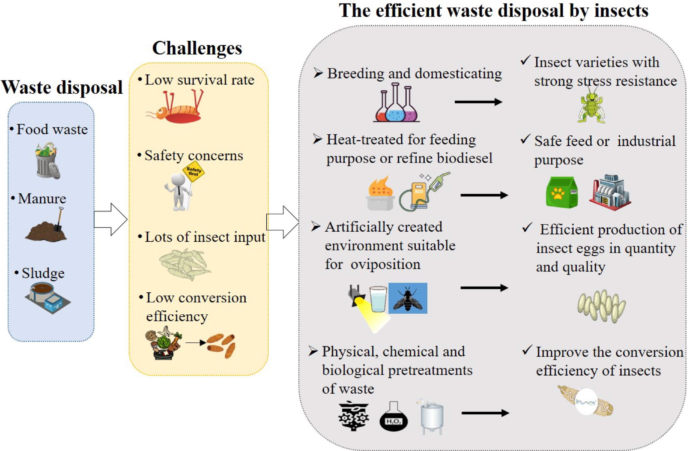 Goal-oriented insect farming and processing can alleviate the dilemma ...