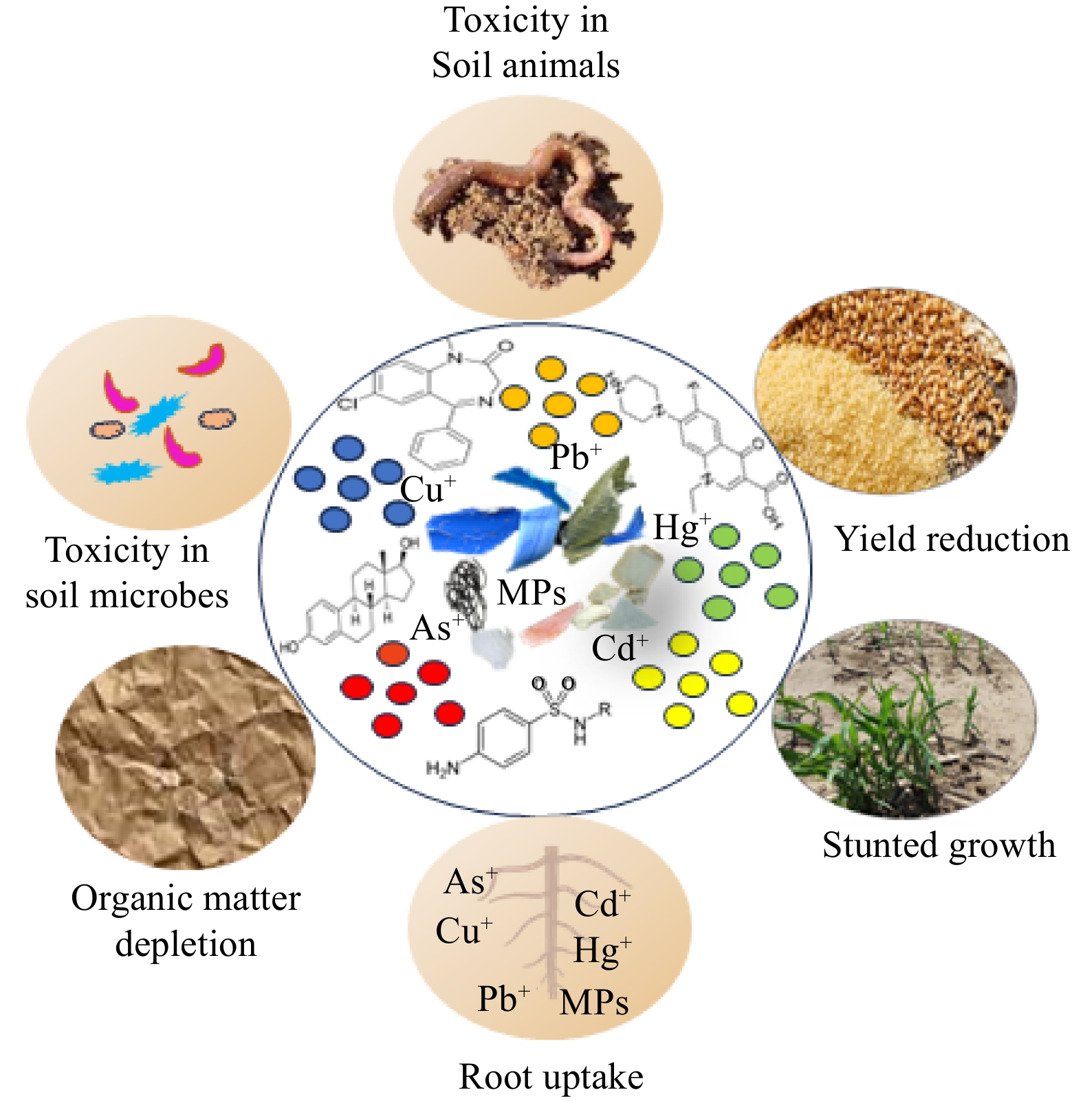 Interactive effects of microplastics and typical pollutants on the soil-plant system: a mini-review