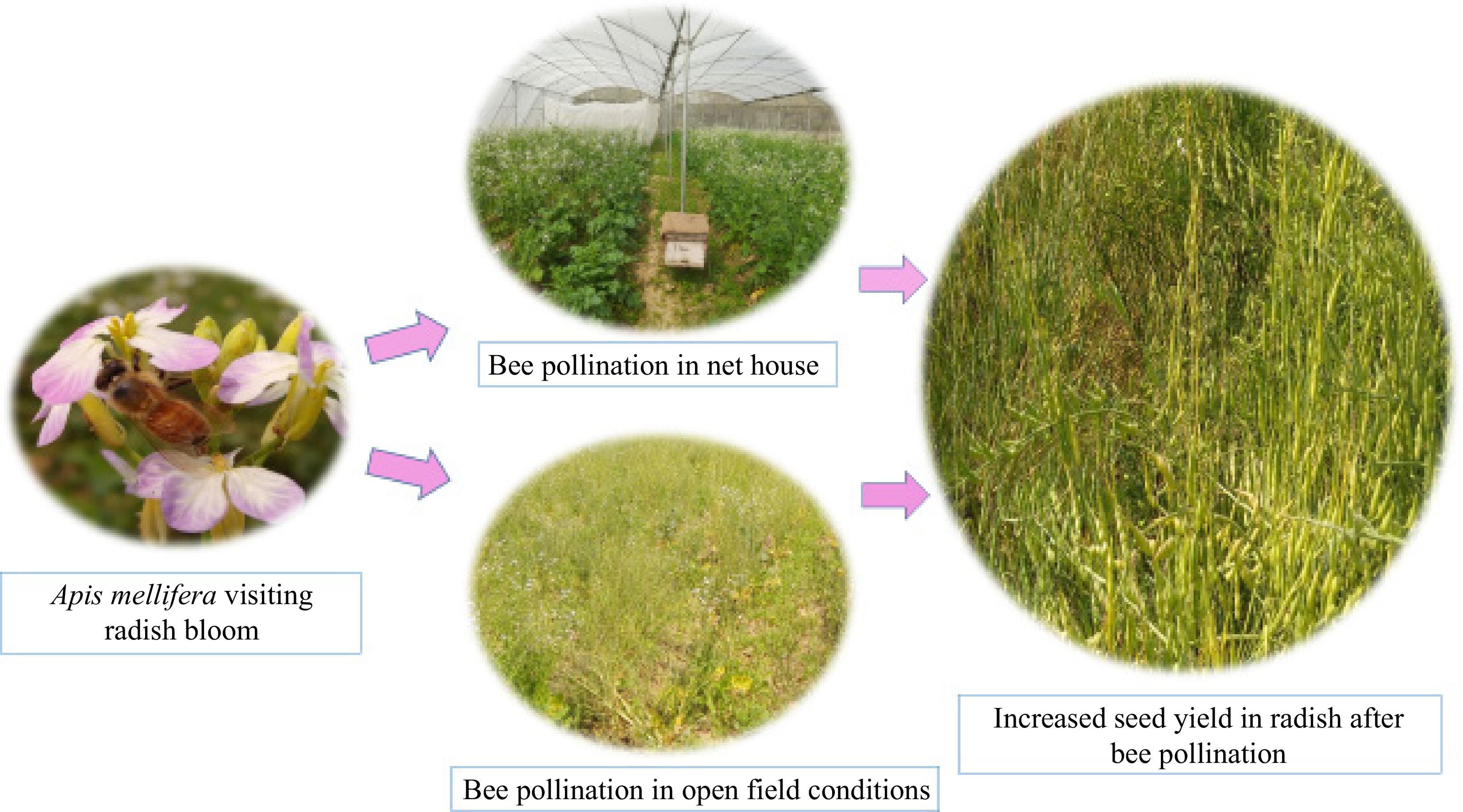 Bee pollination in vegetables current status, challenges and prospects
