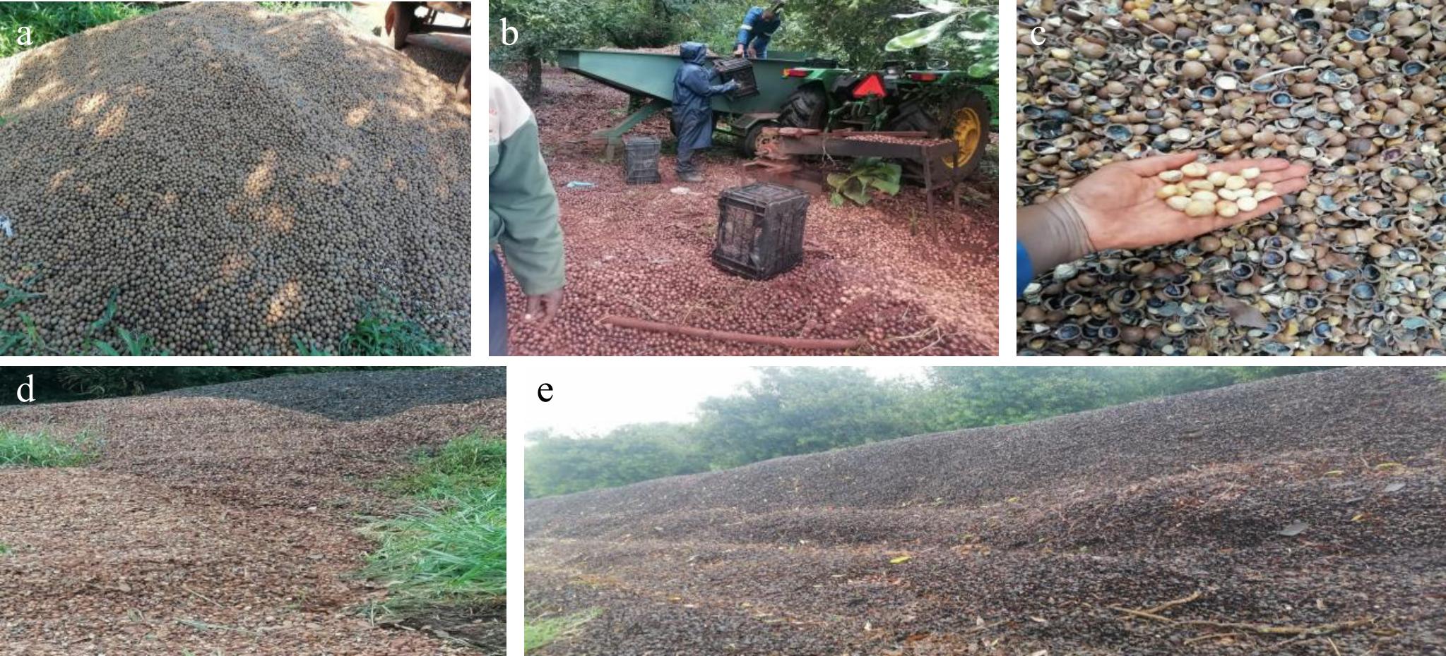 Postharvest losses among smallholder fruit crop farmers in South Africa ...