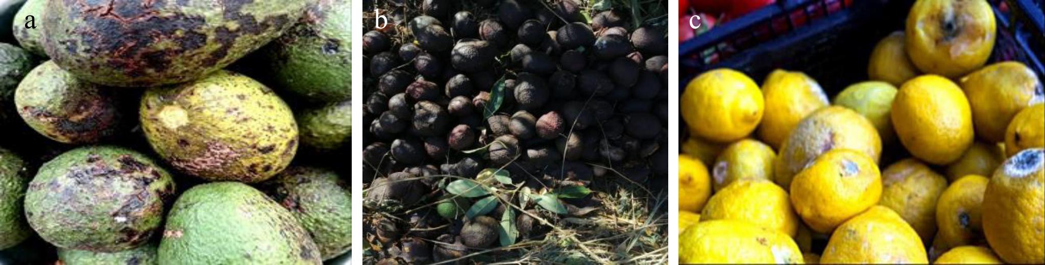 Postharvest losses among smallholder fruit crop farmers in South Africa ...