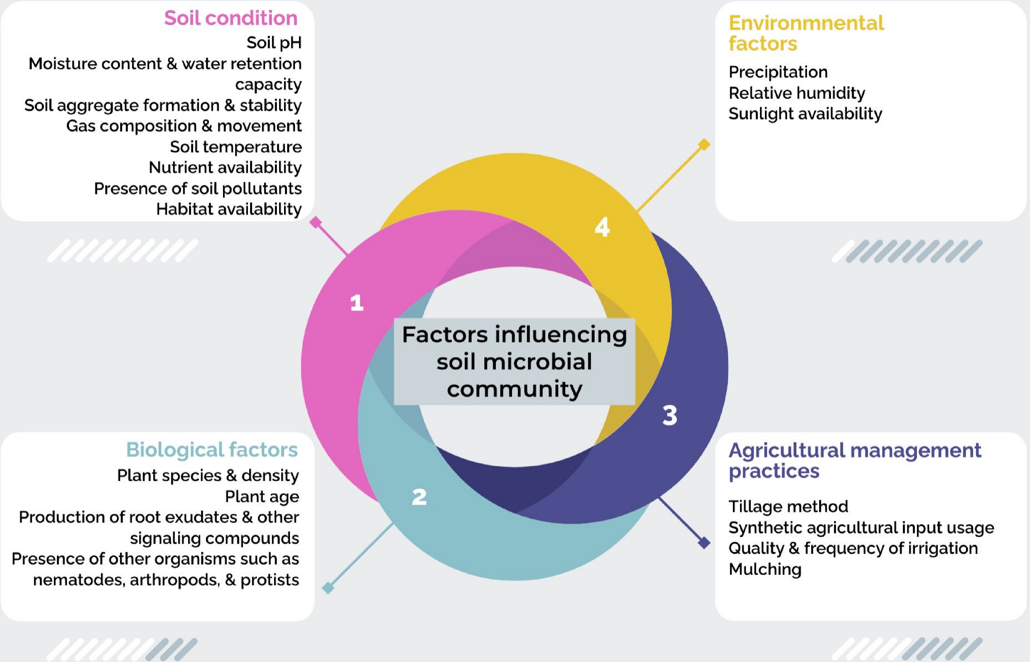 Microbial partnerships in agriculture: boosting crop health and ...