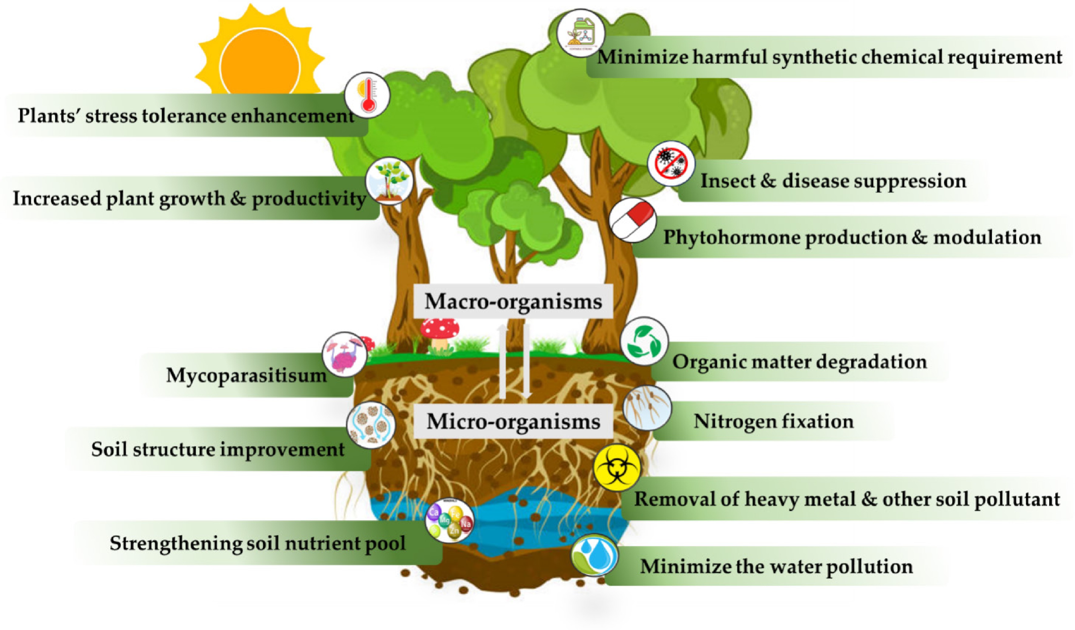 Microbial partnerships in agriculture: boosting crop health and ...
