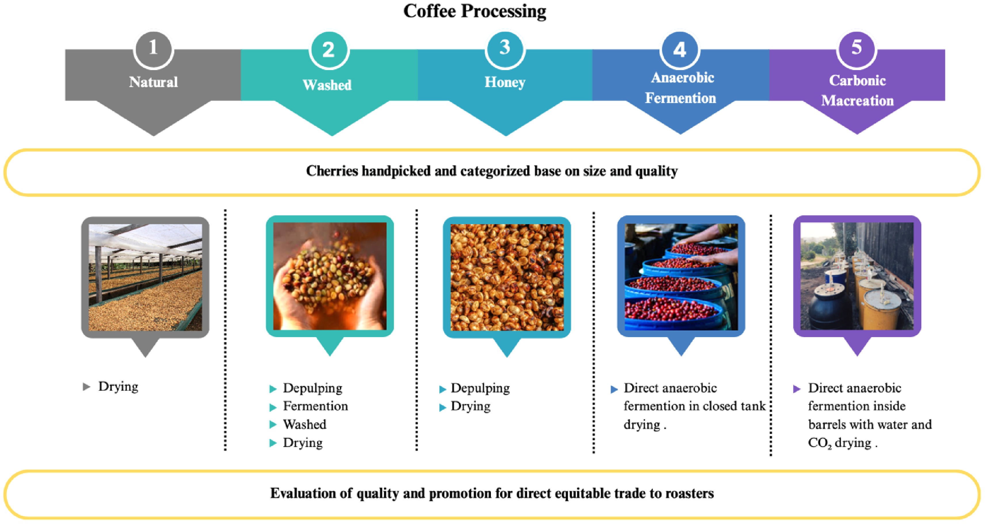 Value-added strategies for coffee biomass advancing biorefinery ...