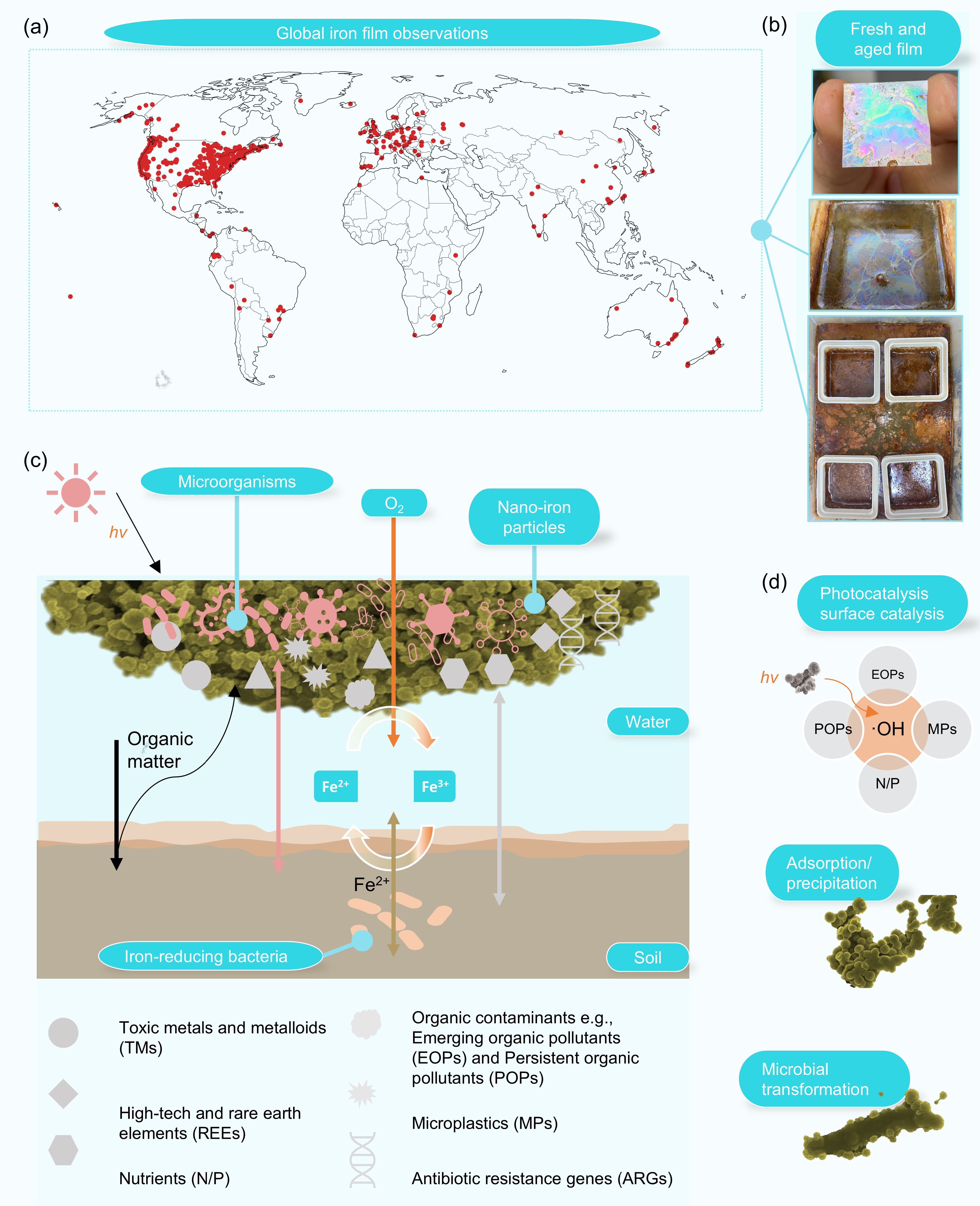 Microbial iron mining a nature-based solution for pollution removal and ...