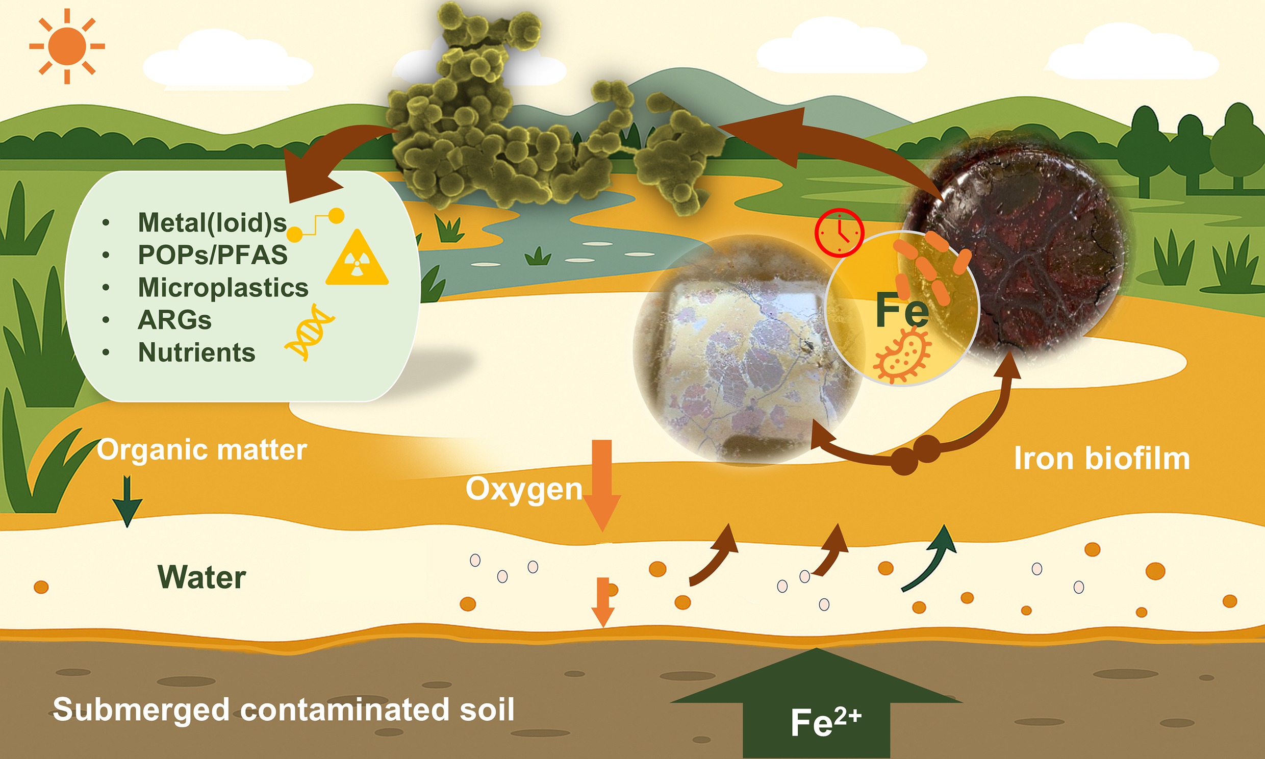 Microbial iron mining a nature-based solution for pollution removal and ...