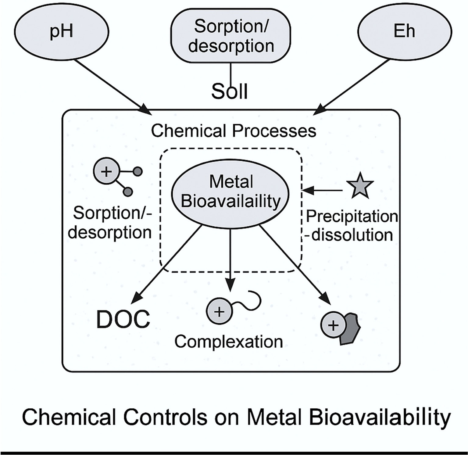 Bioavailability of heavy metals in soil a review of tools, models, and ...