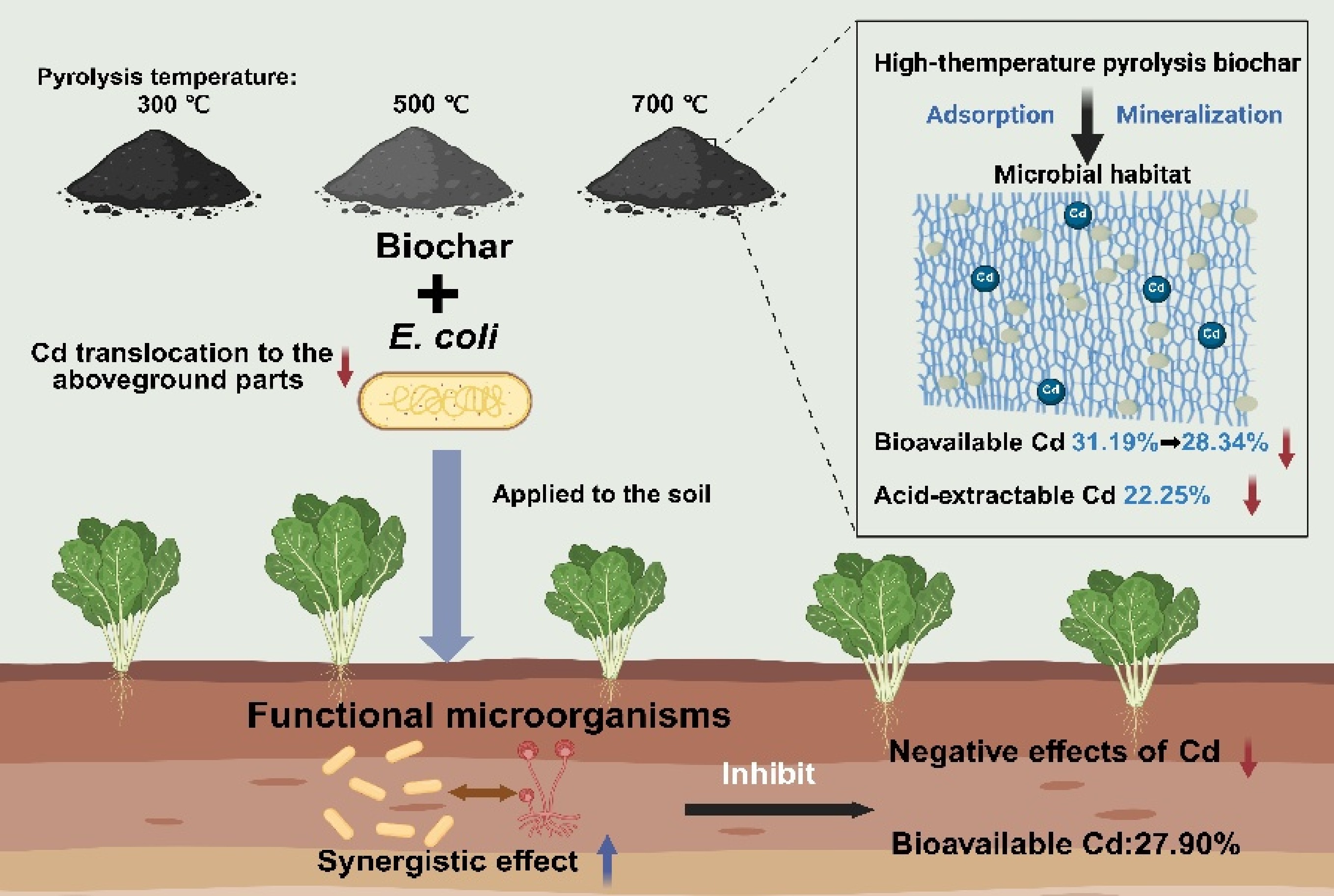 Selective application of biochars to realize biochar–microbe ...