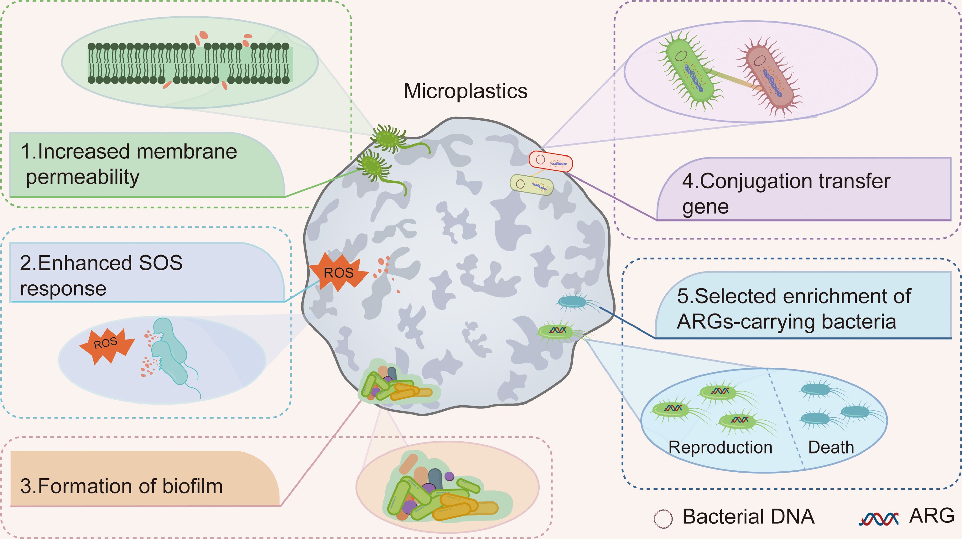Effects of microplastic on soil ecosystems a perspective from ...