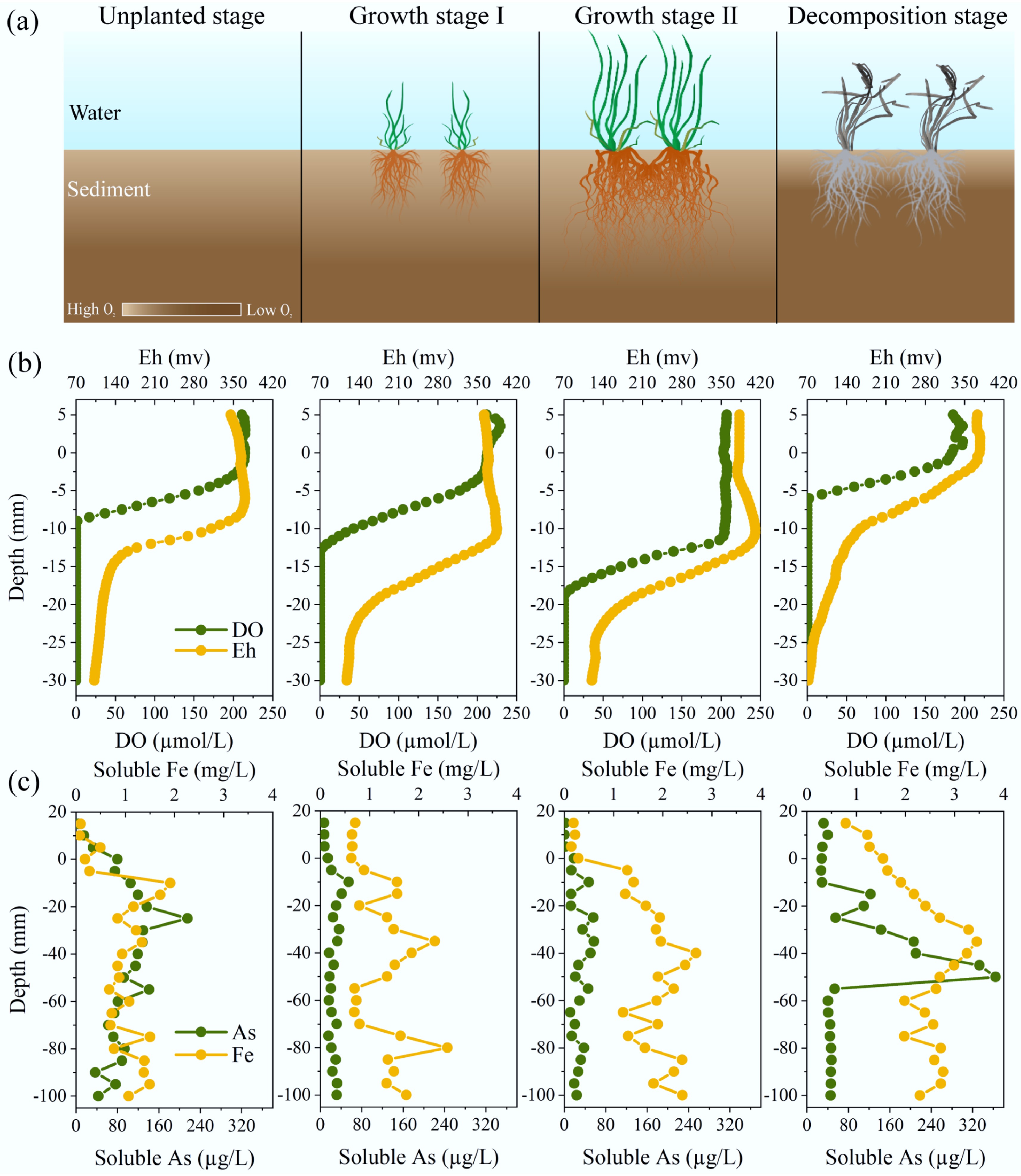 Unveiling an overlooked pathway of water arsenic contamination ...
