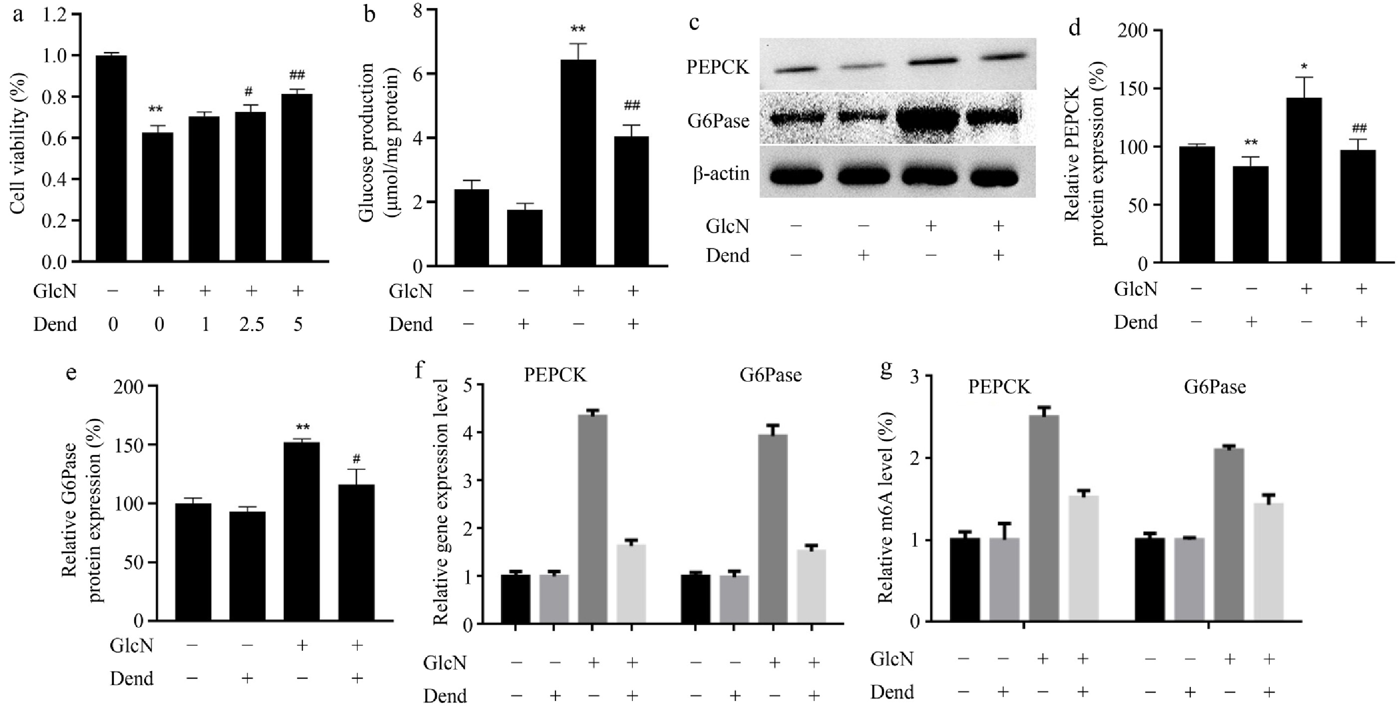 Dendrobine inhibits hepatic gluconeogenesis and promotes glycogen ...