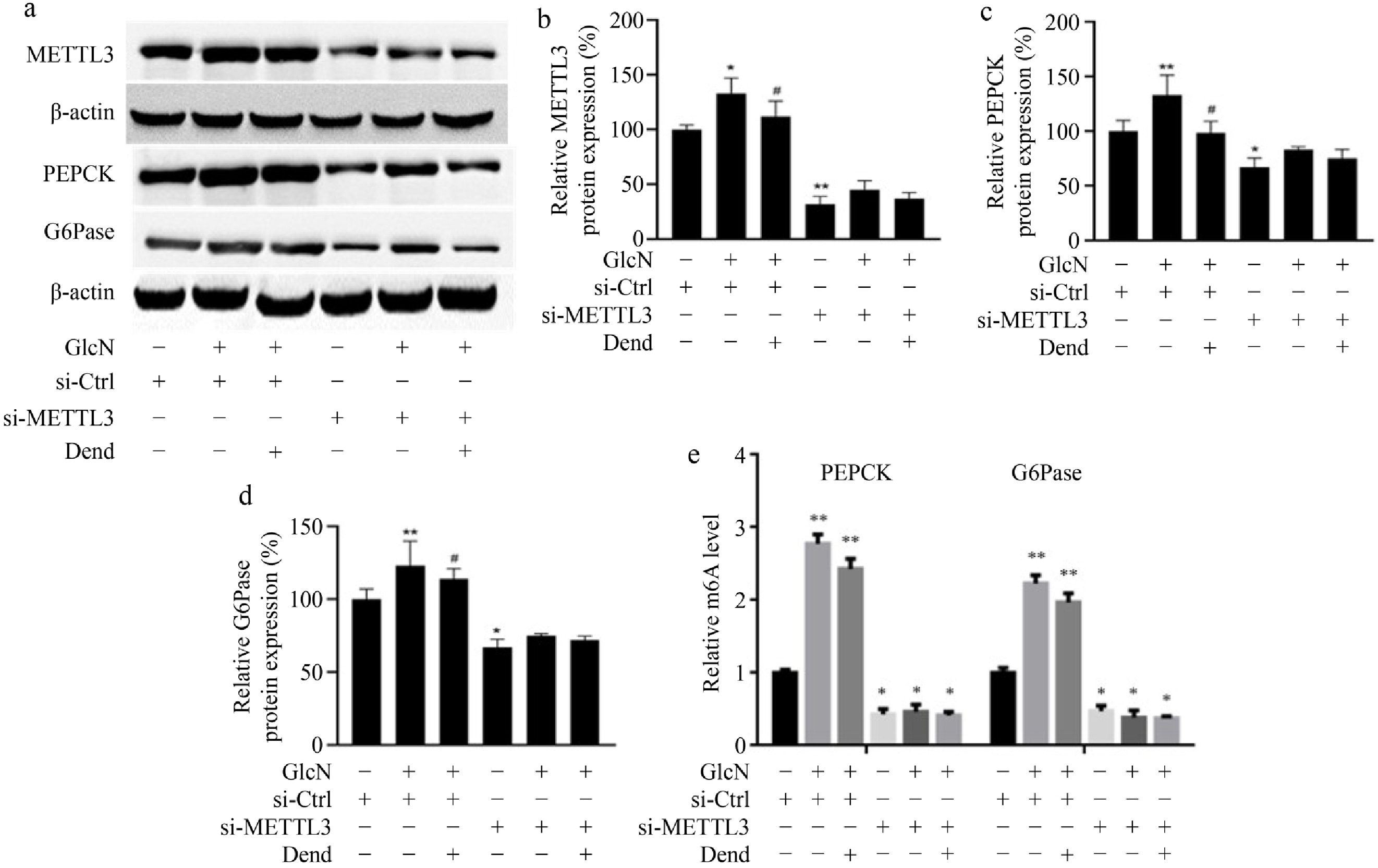 Dendrobine inhibits hepatic gluconeogenesis and promotes glycogen ...