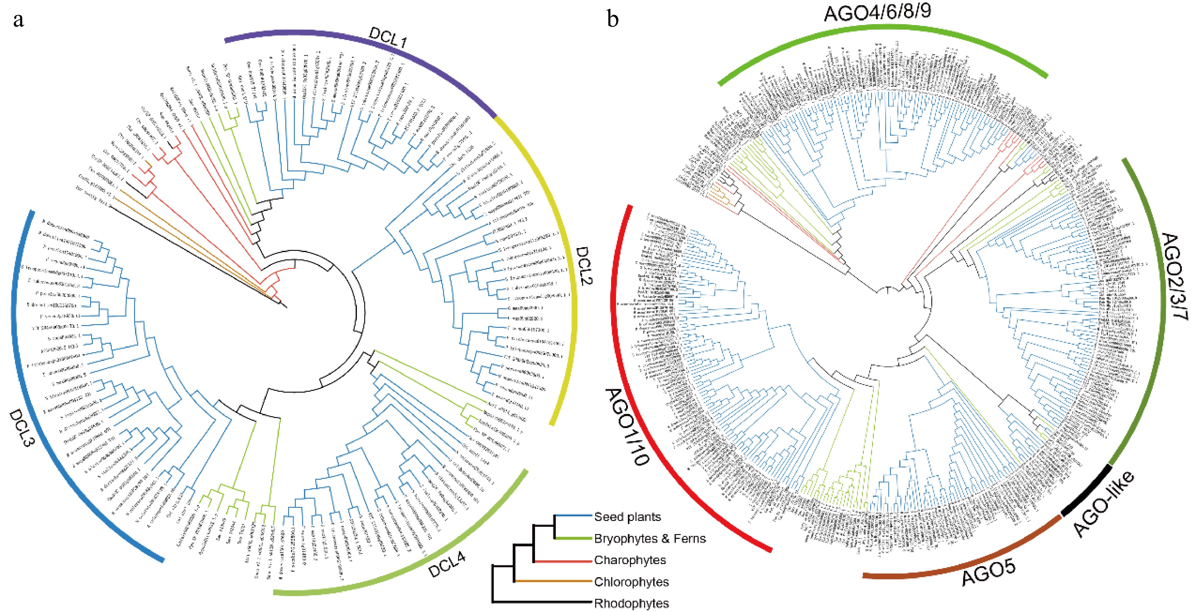 The origin, evolution, and functional divergence of the Dicer-like (DCL ...