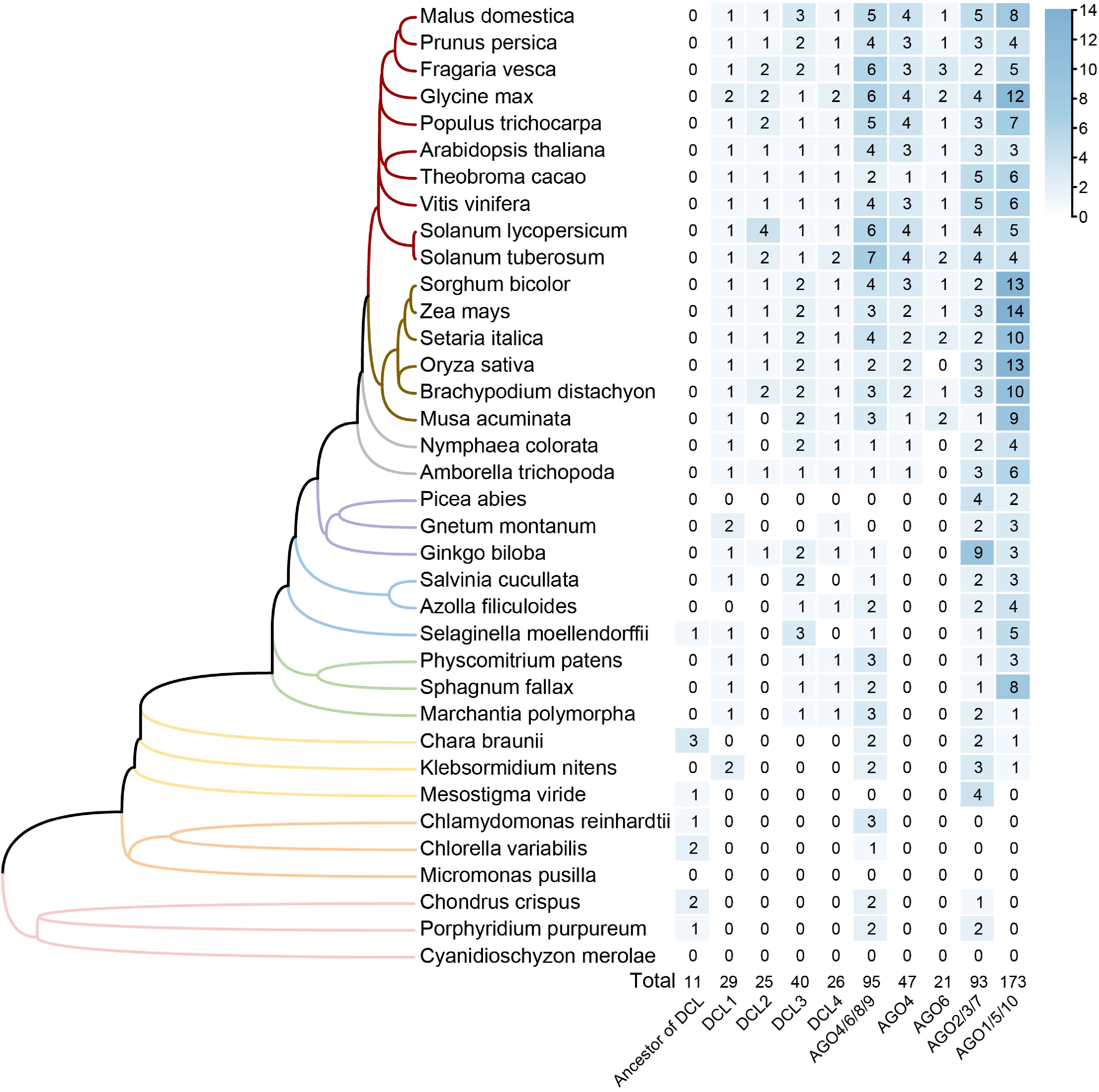 The origin, evolution, and functional divergence of the Dicer-like (DCL ...