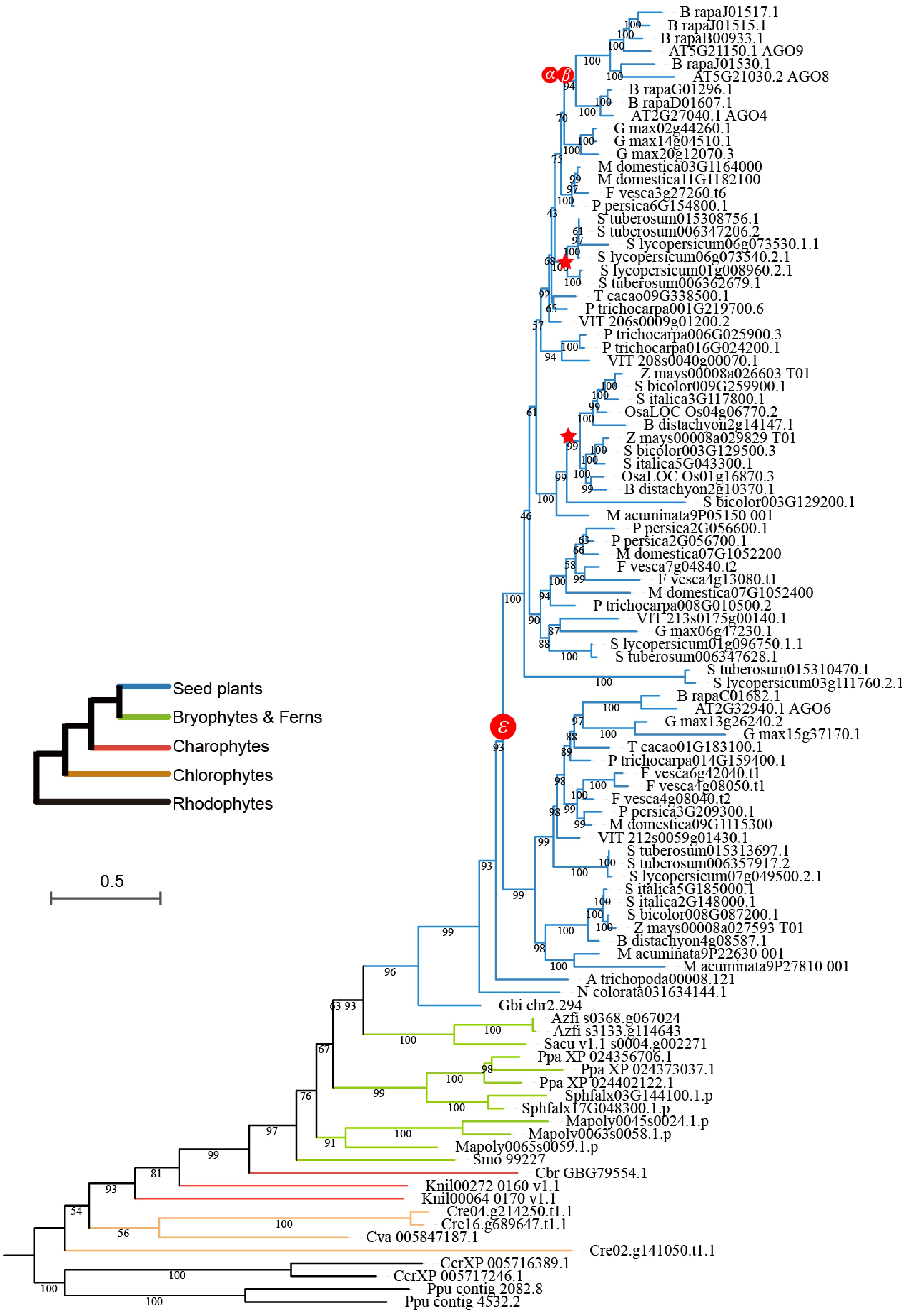 The origin, evolution, and functional divergence of the Dicer-like (DCL ...