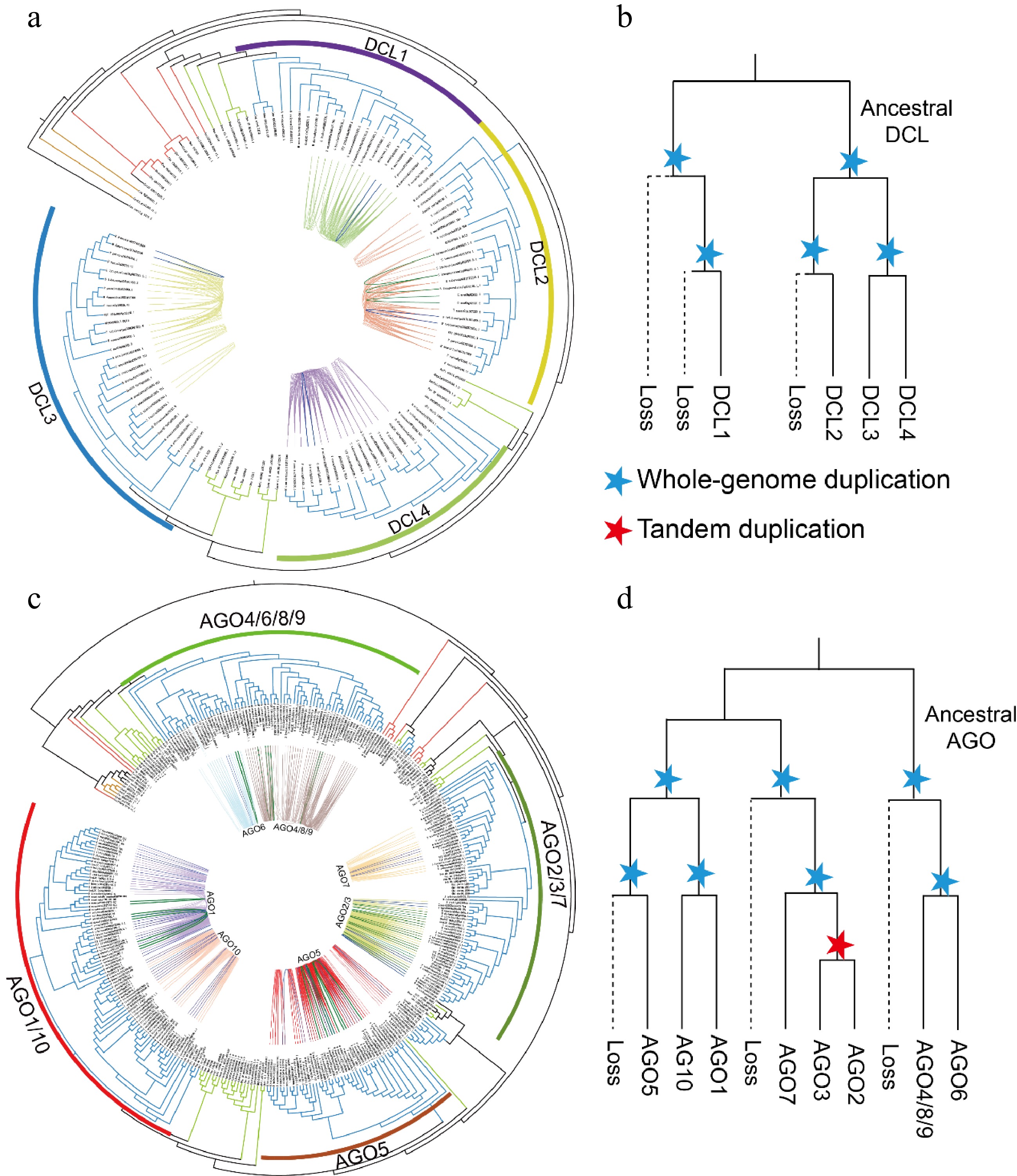 The origin, evolution, and functional divergence of the Dicer-like (DCL ...
