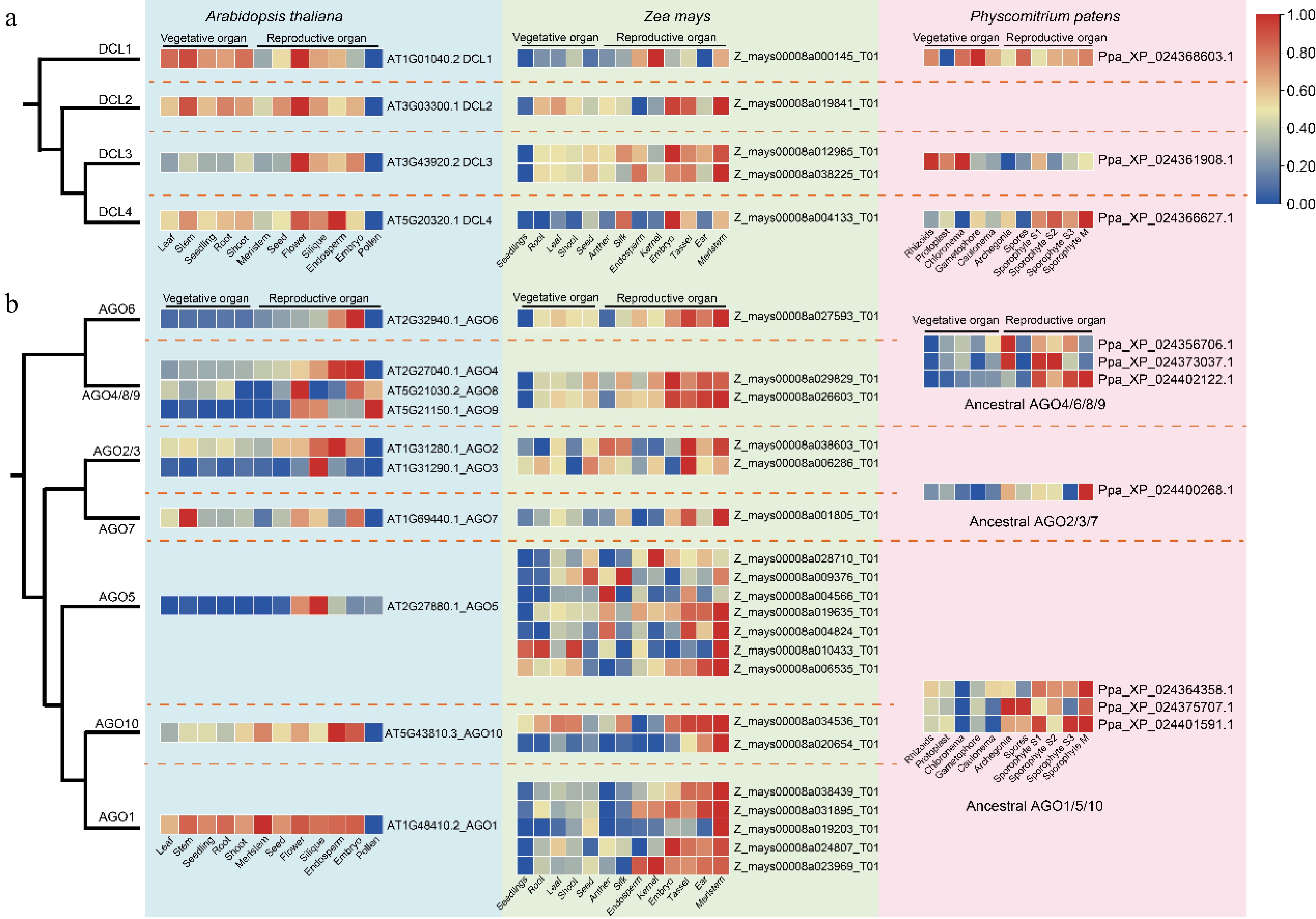 The origin, evolution, and functional divergence of the Dicer-like (DCL ...