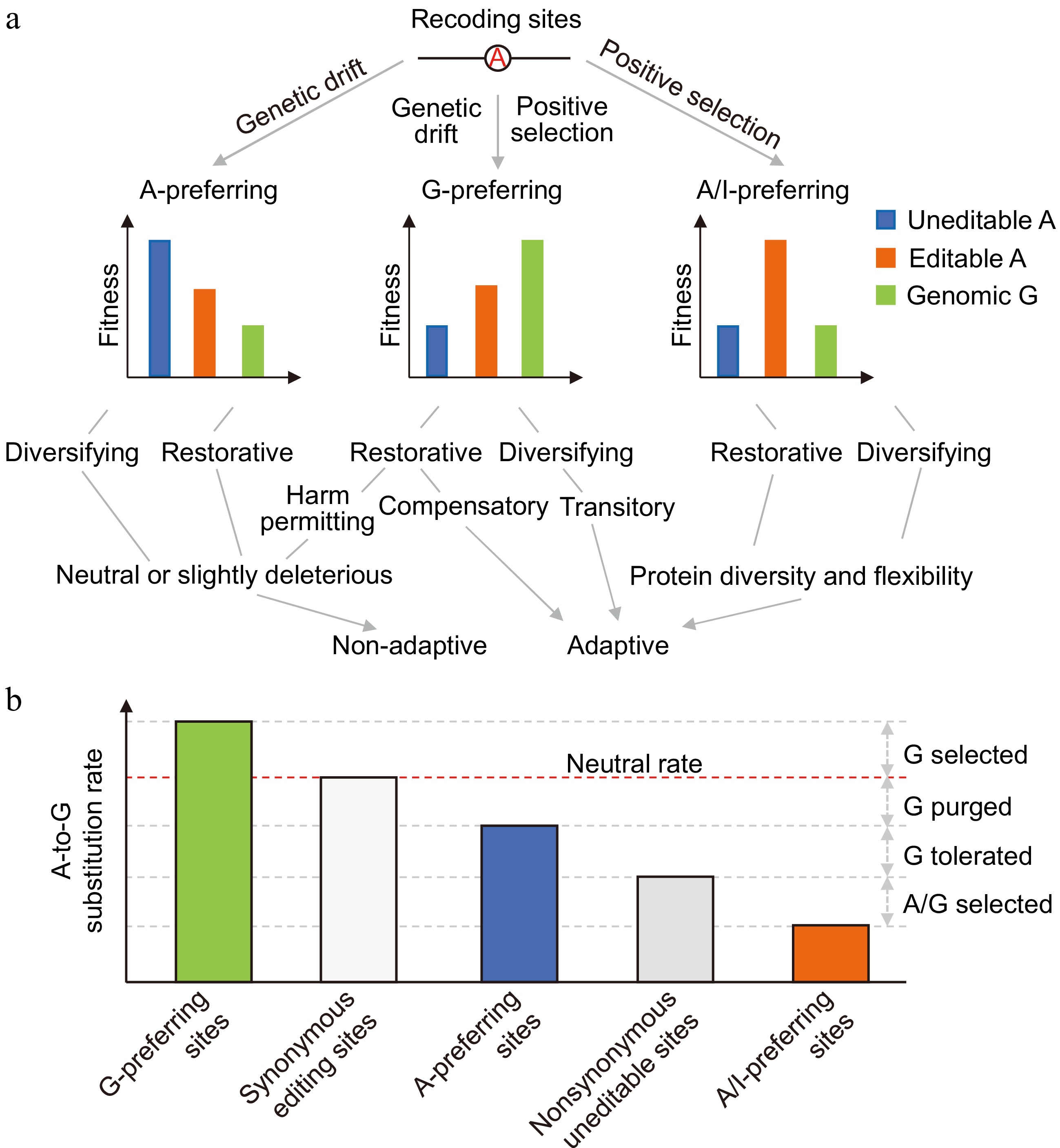 Navigating trade-offs the adaptive significance of A-to-I RNA editing ...