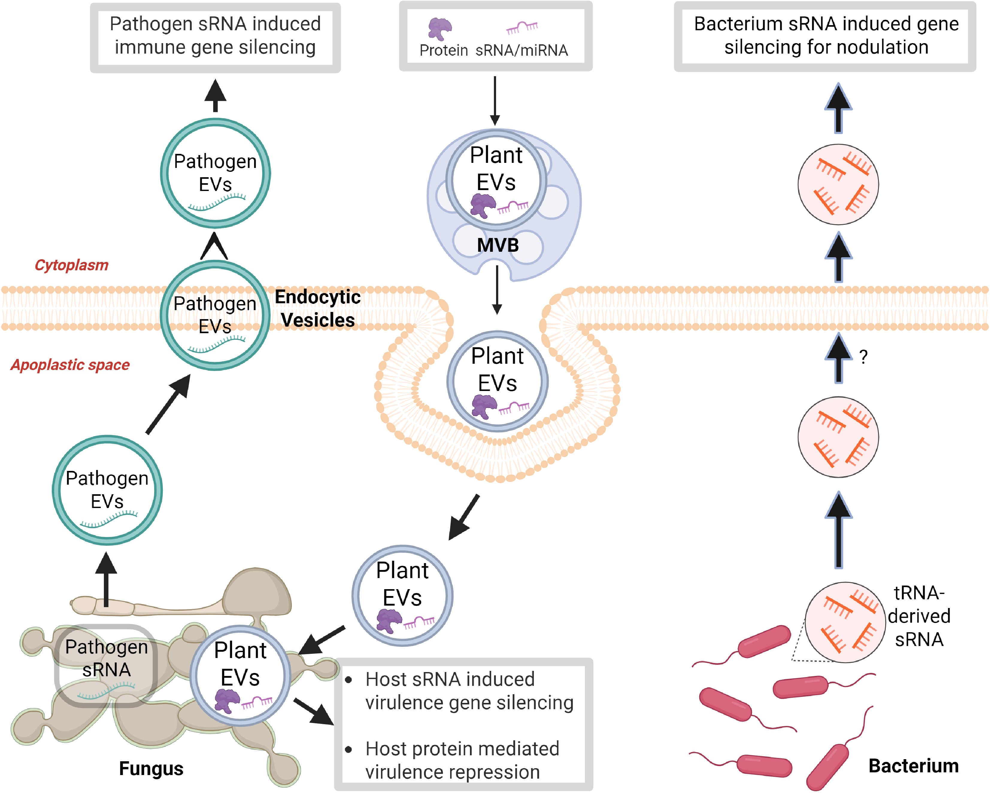Trans-kingdom RNAi in plant–pathogen interactions mechanisms and ...