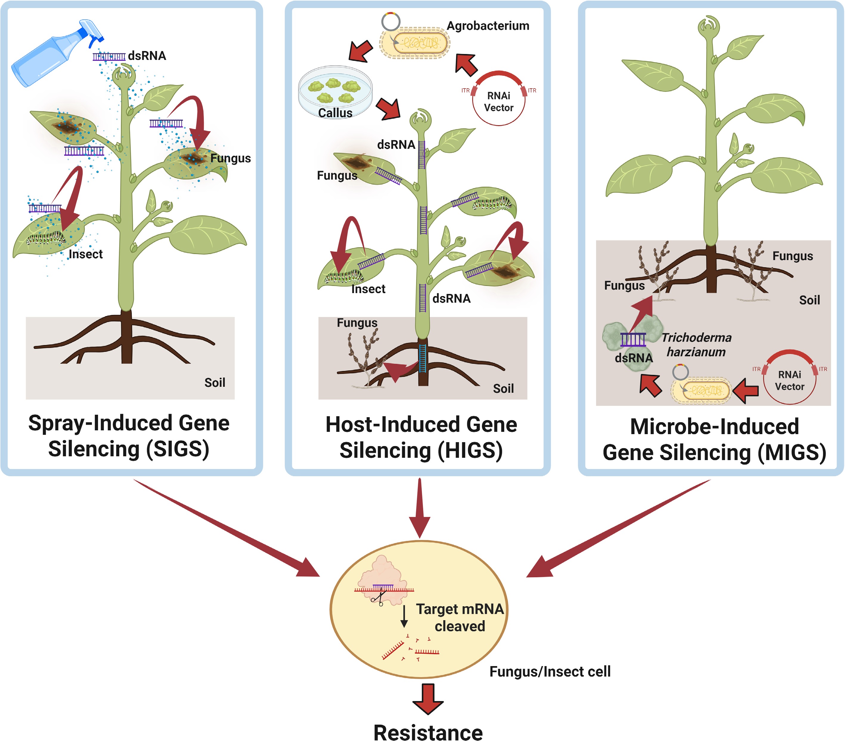 Trans-kingdom RNAi in plant–pathogen interactions mechanisms and ...