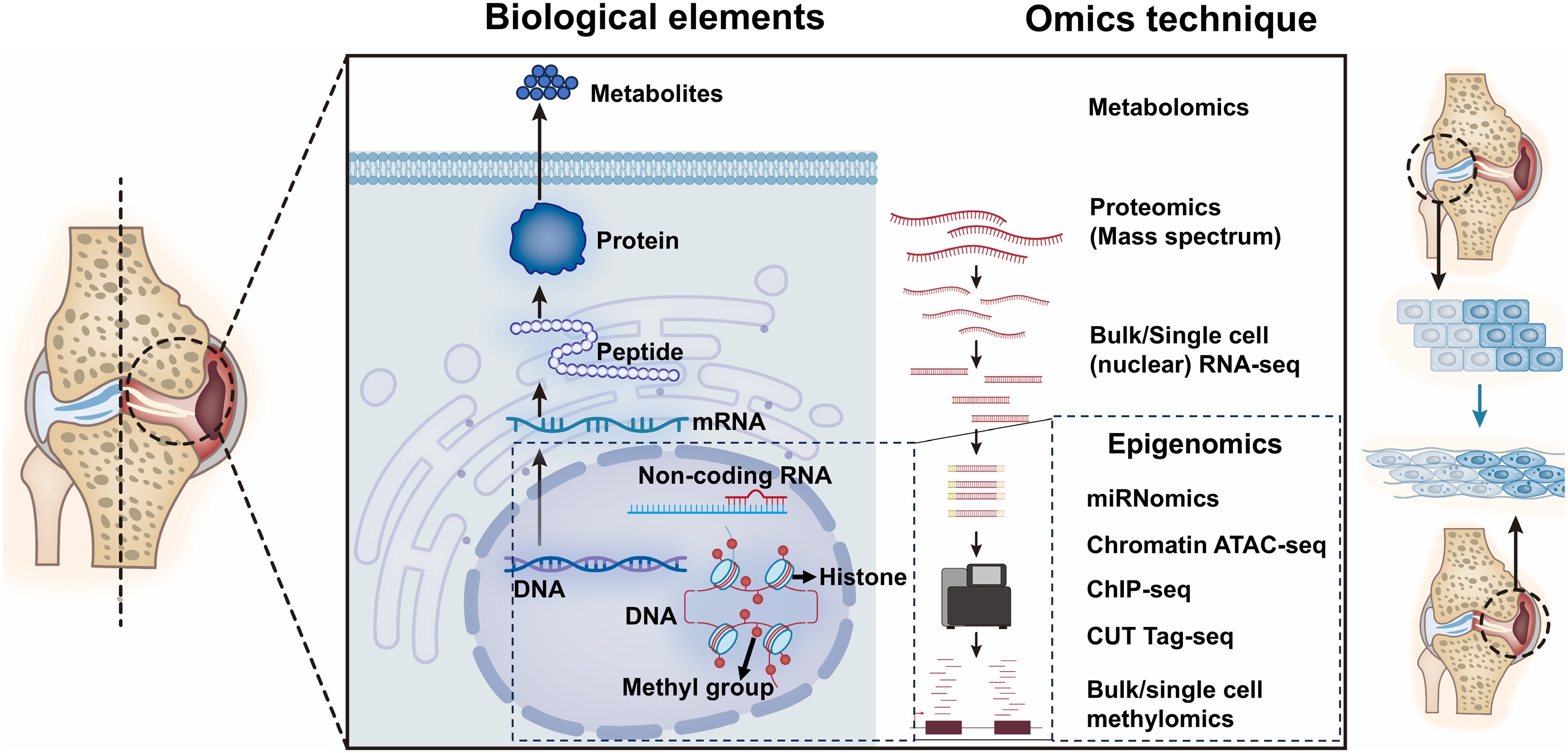 Targeting epigenetic modifiers in osteoarthritis from biological ...