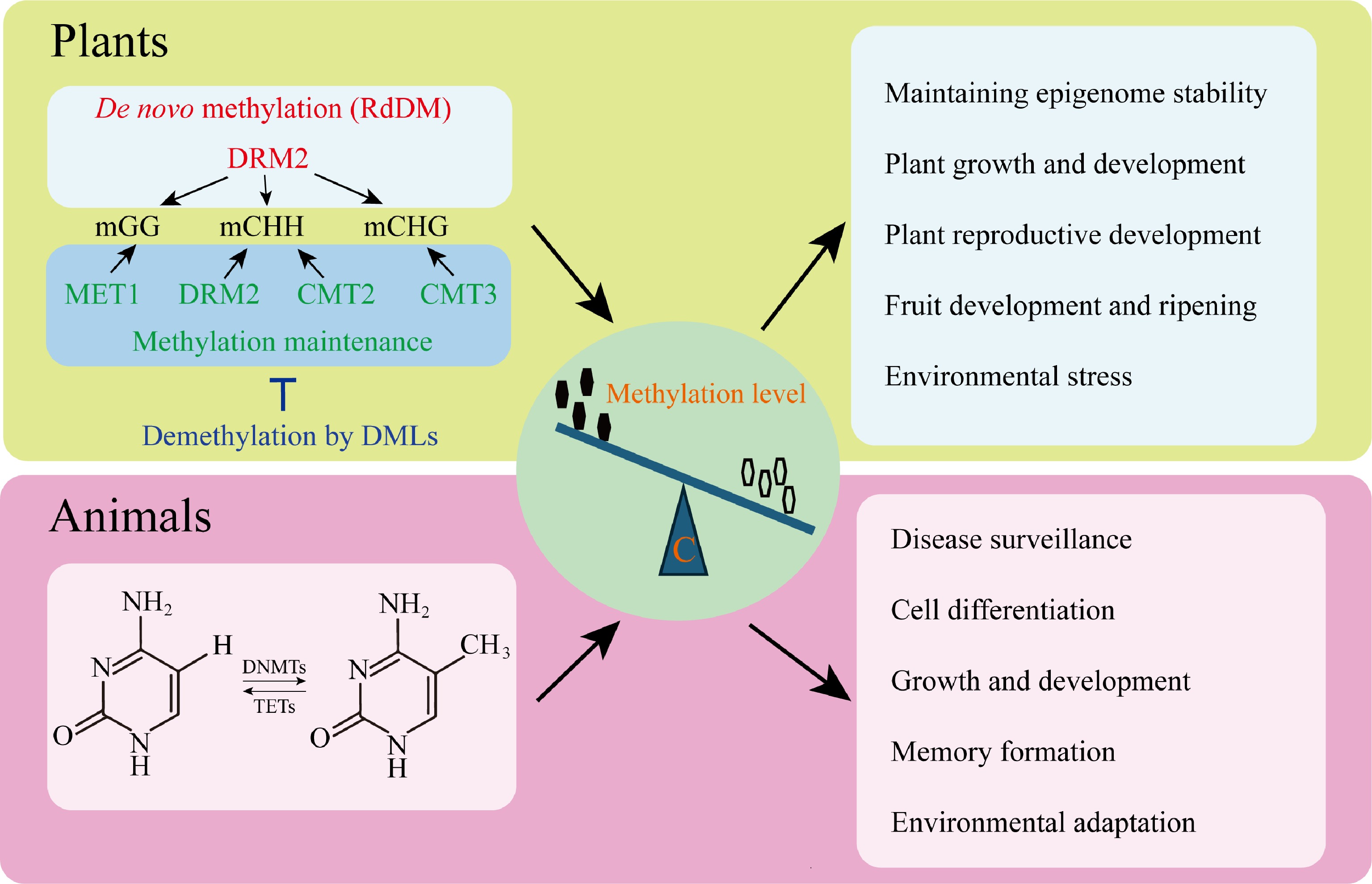 DNA methylation and histone modifications conserved, divergent, and ...