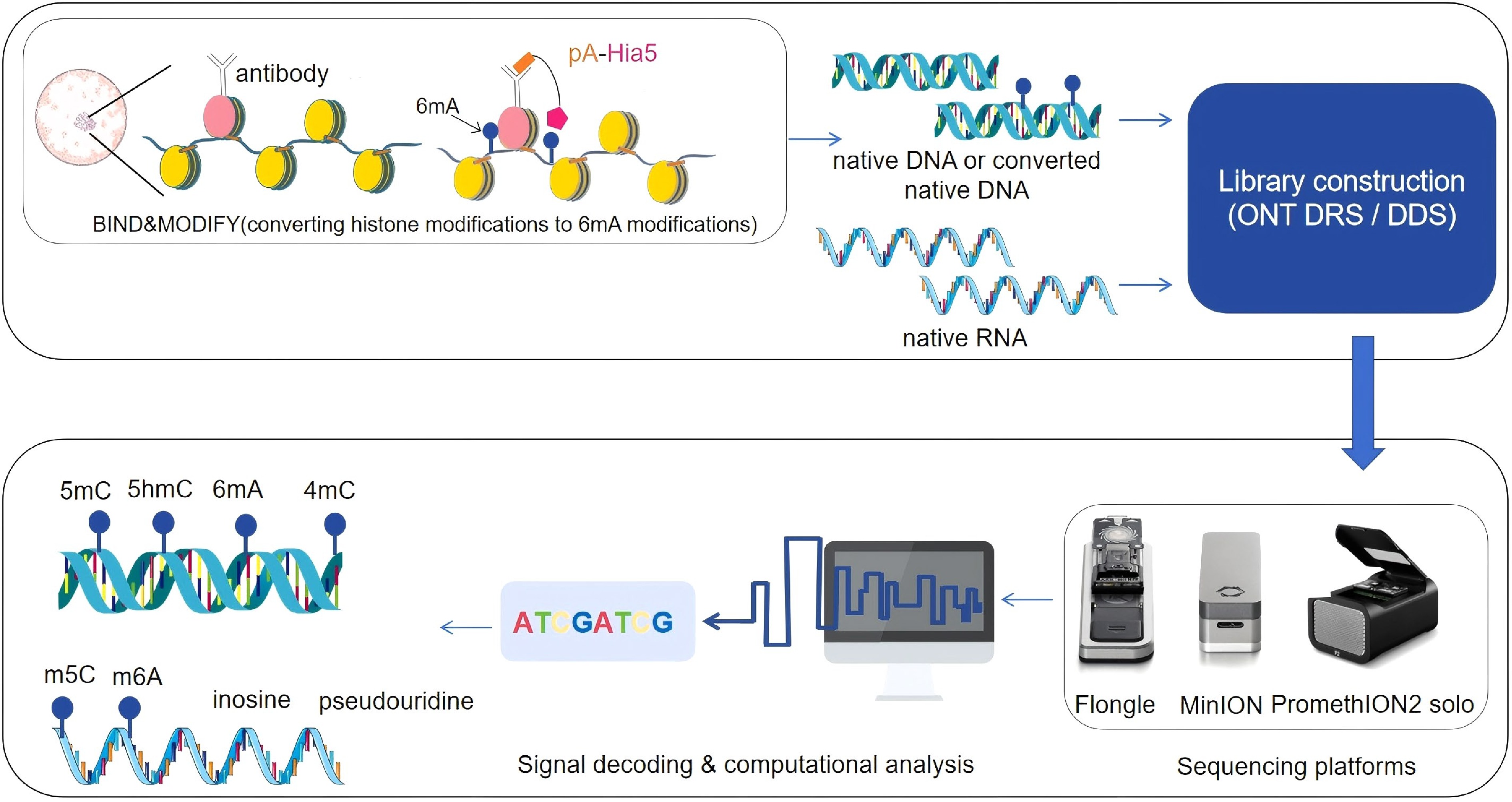 Advantages of Oxford Nanopore Technologies direct DNA/RNA sequencing ...