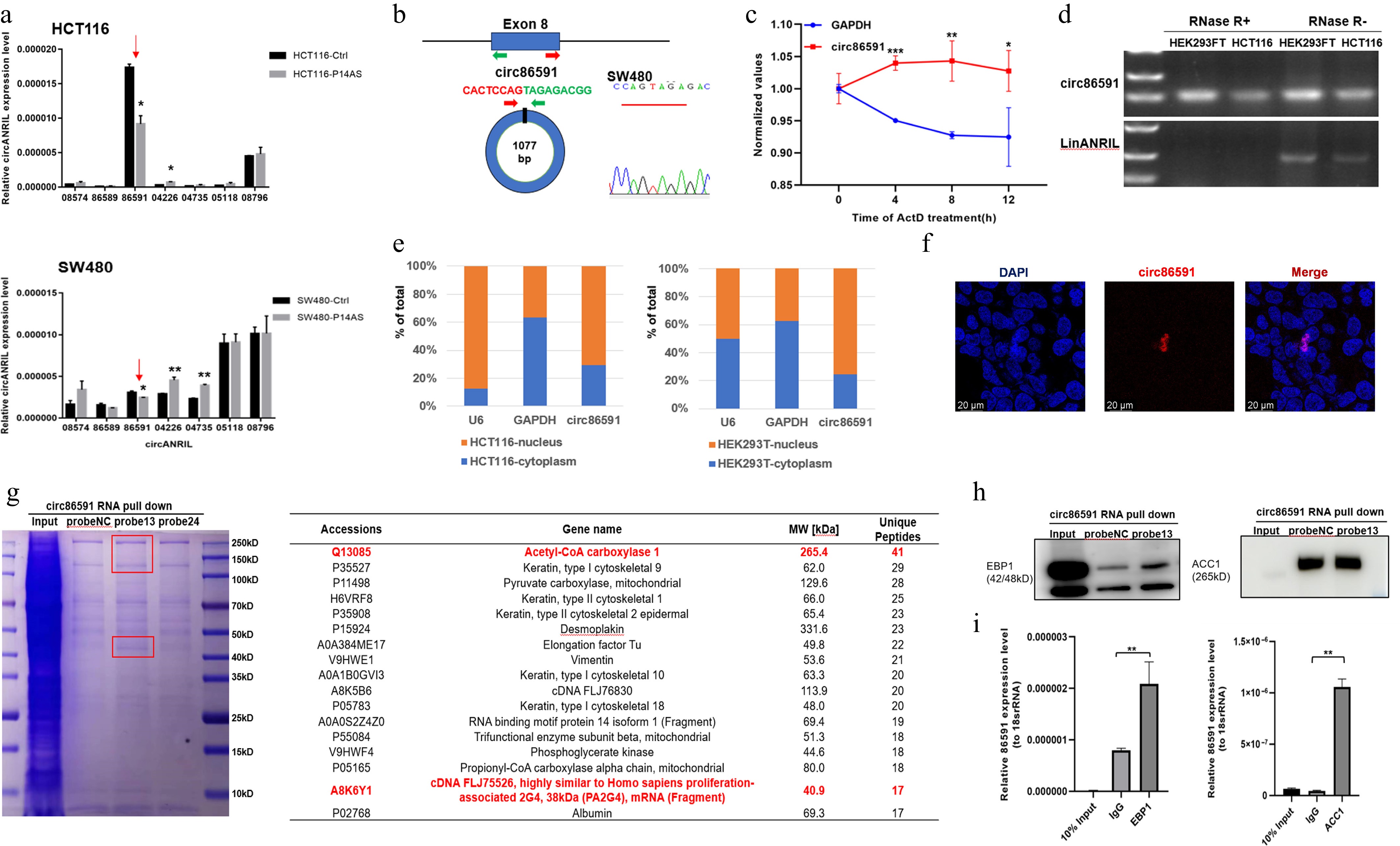 circ86591's suppression of colorectal cancer cell proliferation via ...